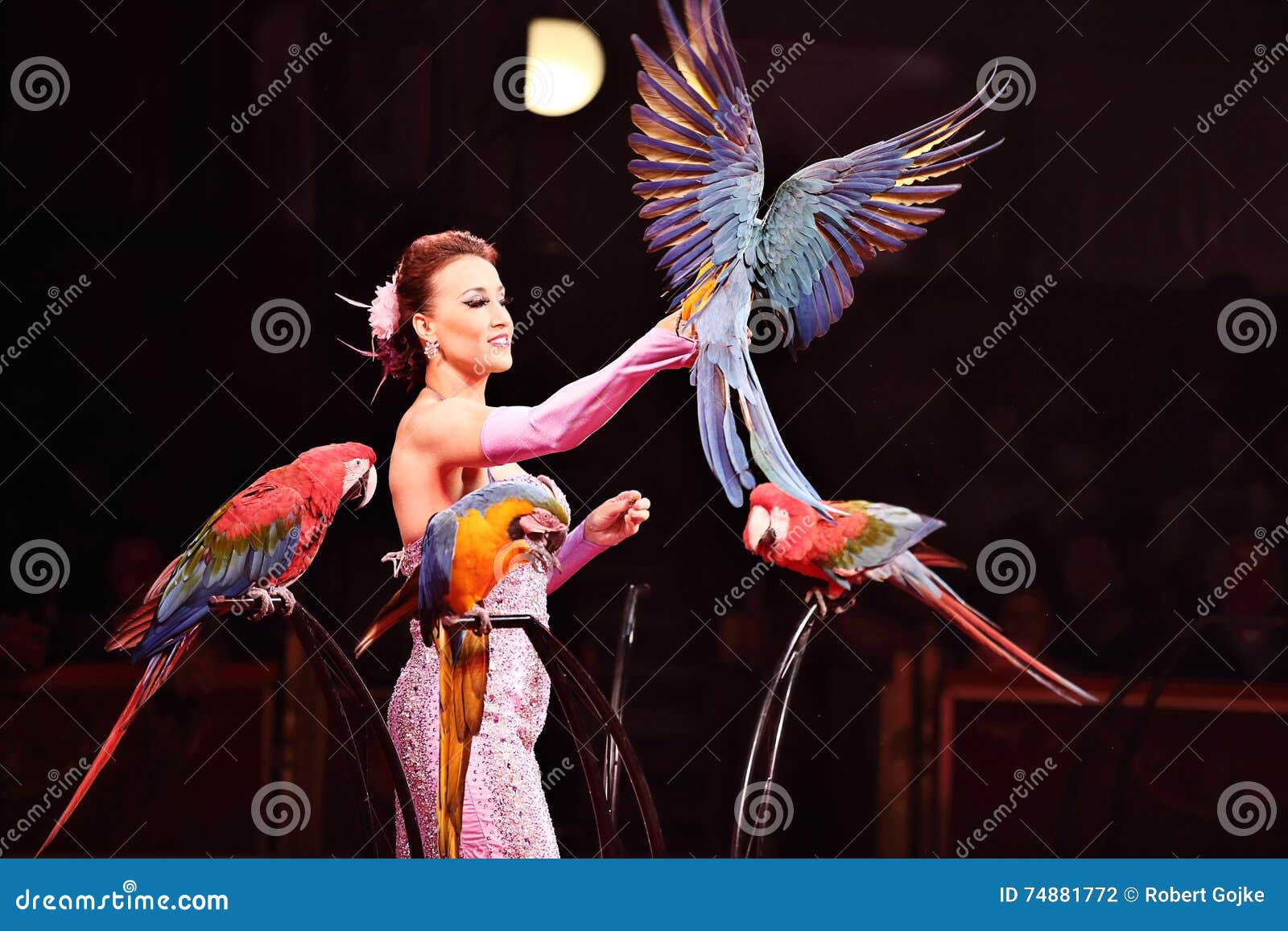 Circus stock photo. Image of women, medrano, cyrk, birts - 74881772