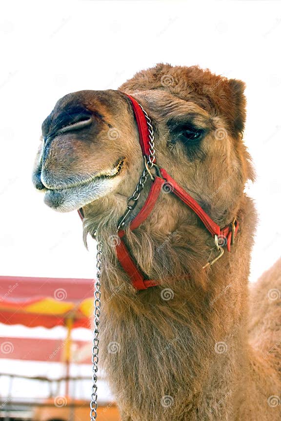 Circus camel. stock image. Image of arabia, fair, desert - 720223