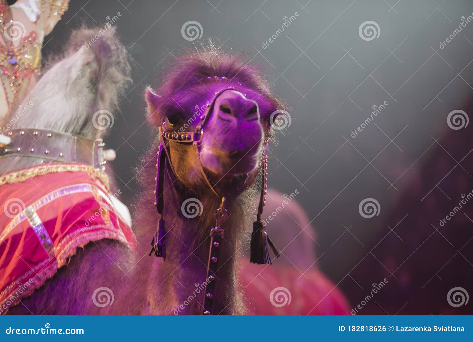 Circus camel stock photo. Image of heavy, large, muzzle - 182818626