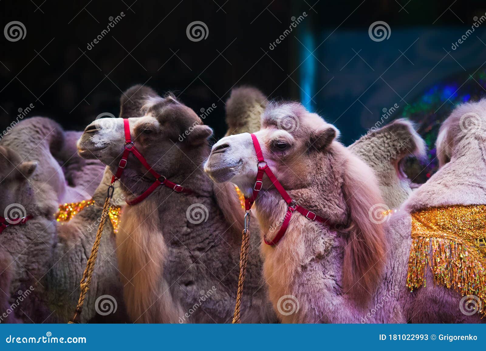 Circus Camel Performs in the Circus Stock Image - Image of ...