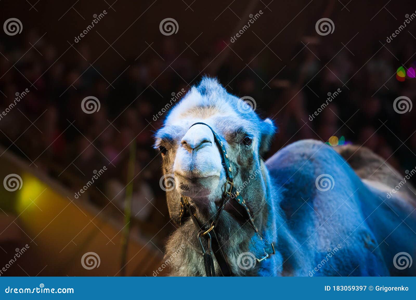 Circus Camel Performs in the Circus Stock Image - Image of heavy, acts ...