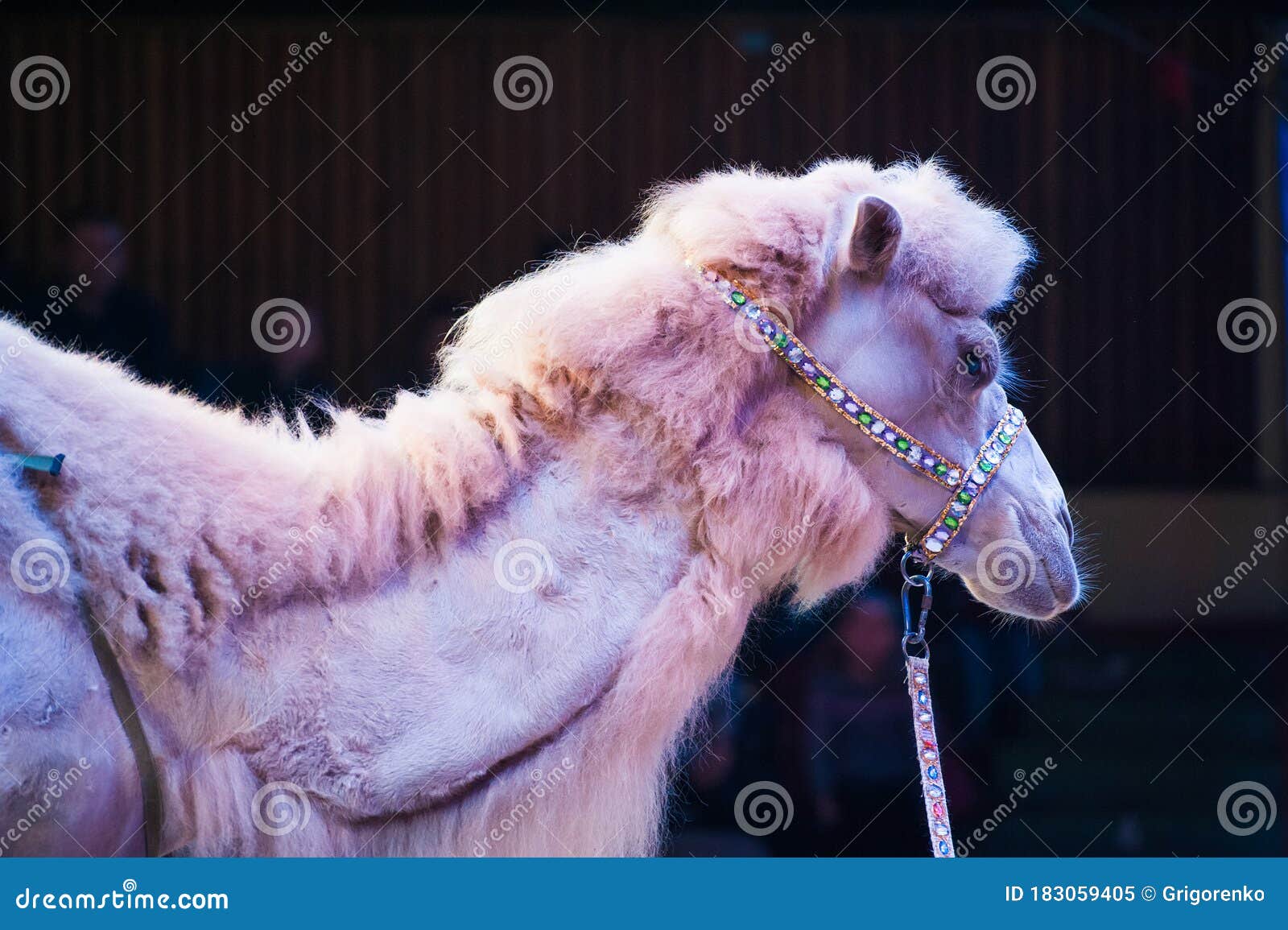 Circus Camel Performs in the Circus Stock Image - Image of city ...
