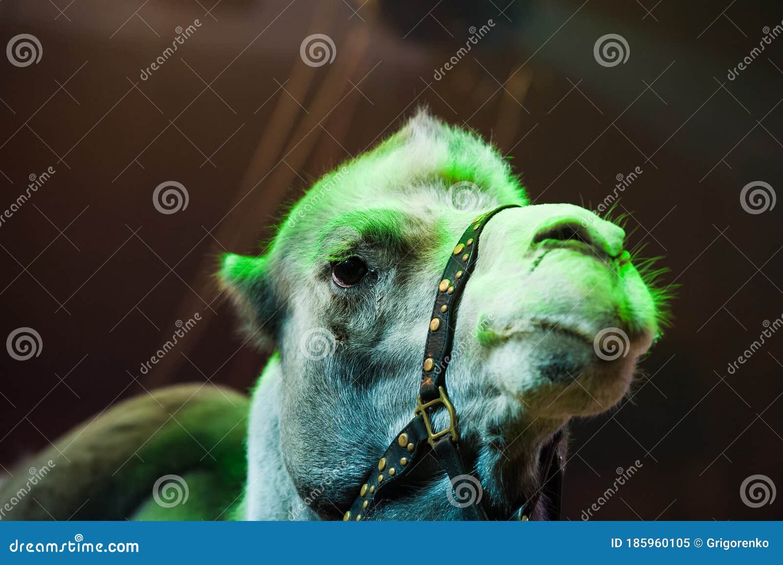 Circus Camel Performs in the Circus Stock Image - Image of close, acts ...