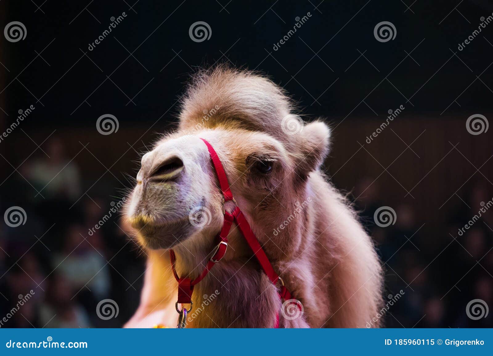 Circus Camel Performs in the Circus Stock Image - Image of strong ...