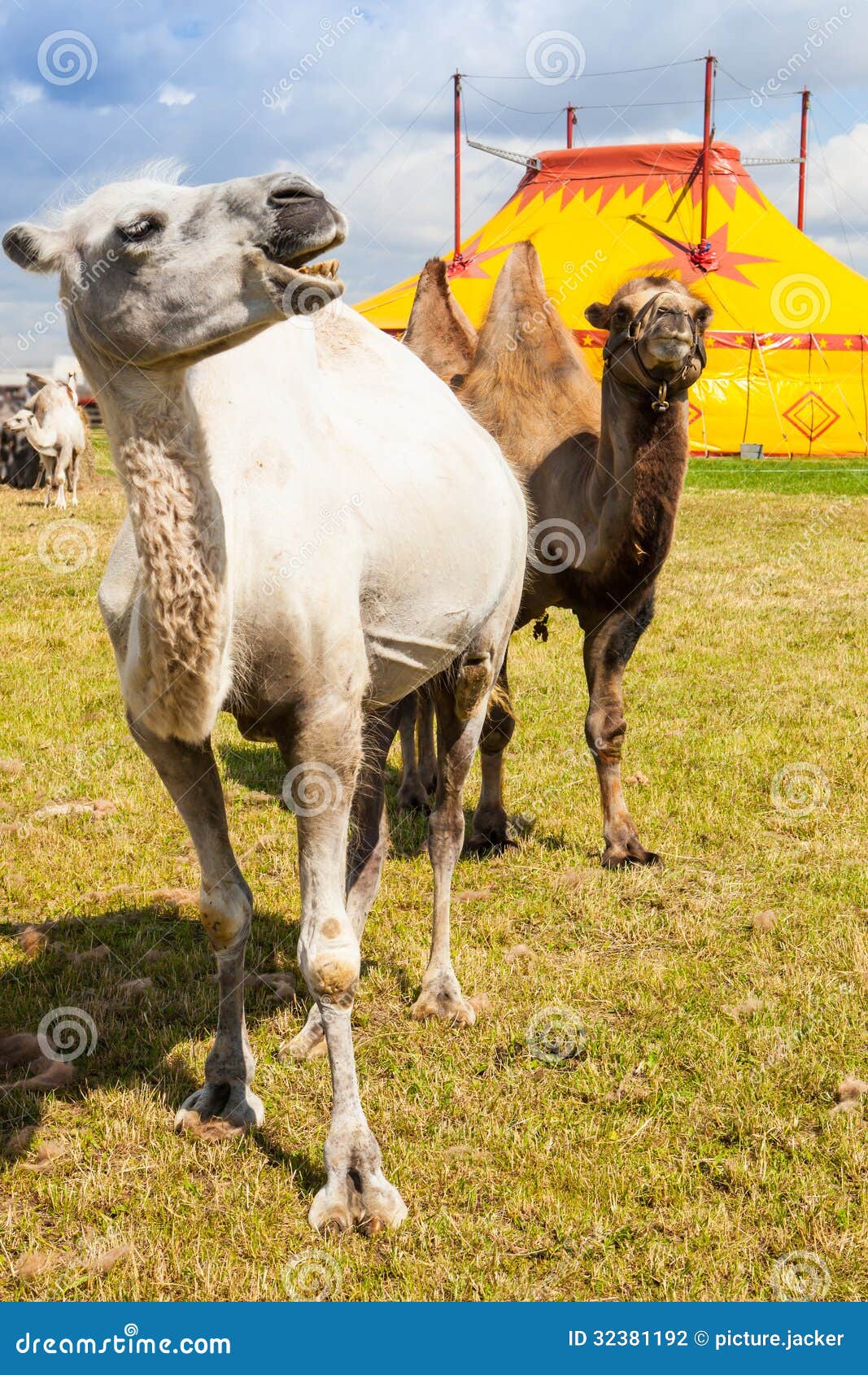 Circus camels stock photo. Image of animal, meadow, large - 32381192