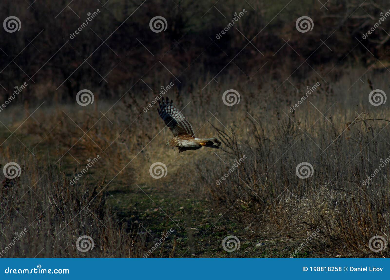 Circus Cyaneus Northern Harrier Stock Photo - Image of ornithology ...