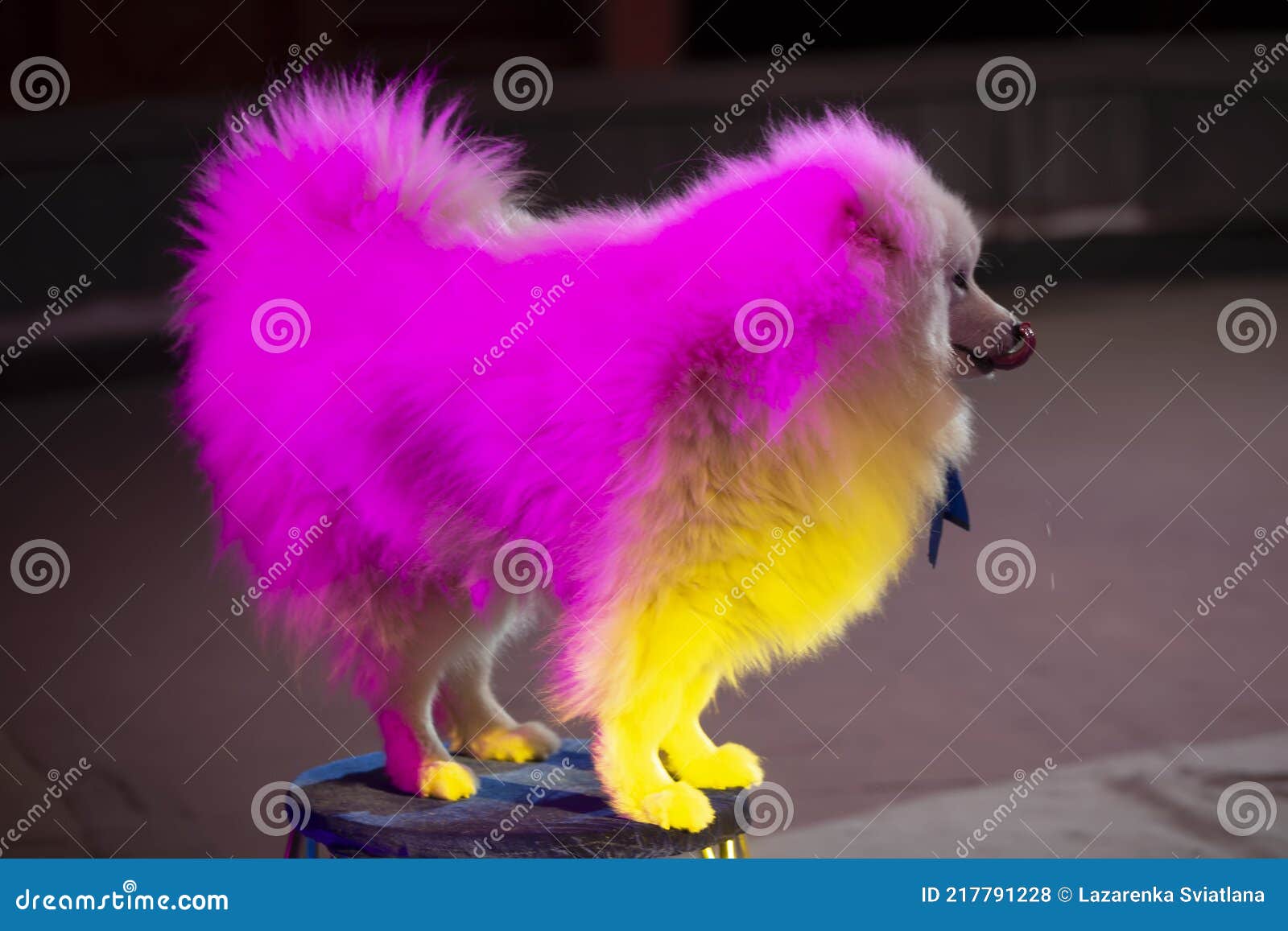 Circus dog stock photo. Image of domesticated, little - 217791228