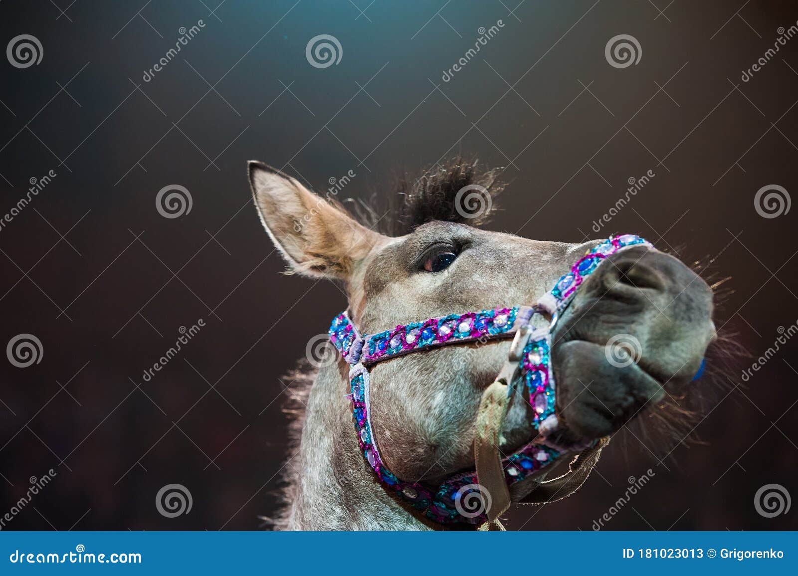 Circus Donkey Performs in the Circus Stock Image - Image of farm ...