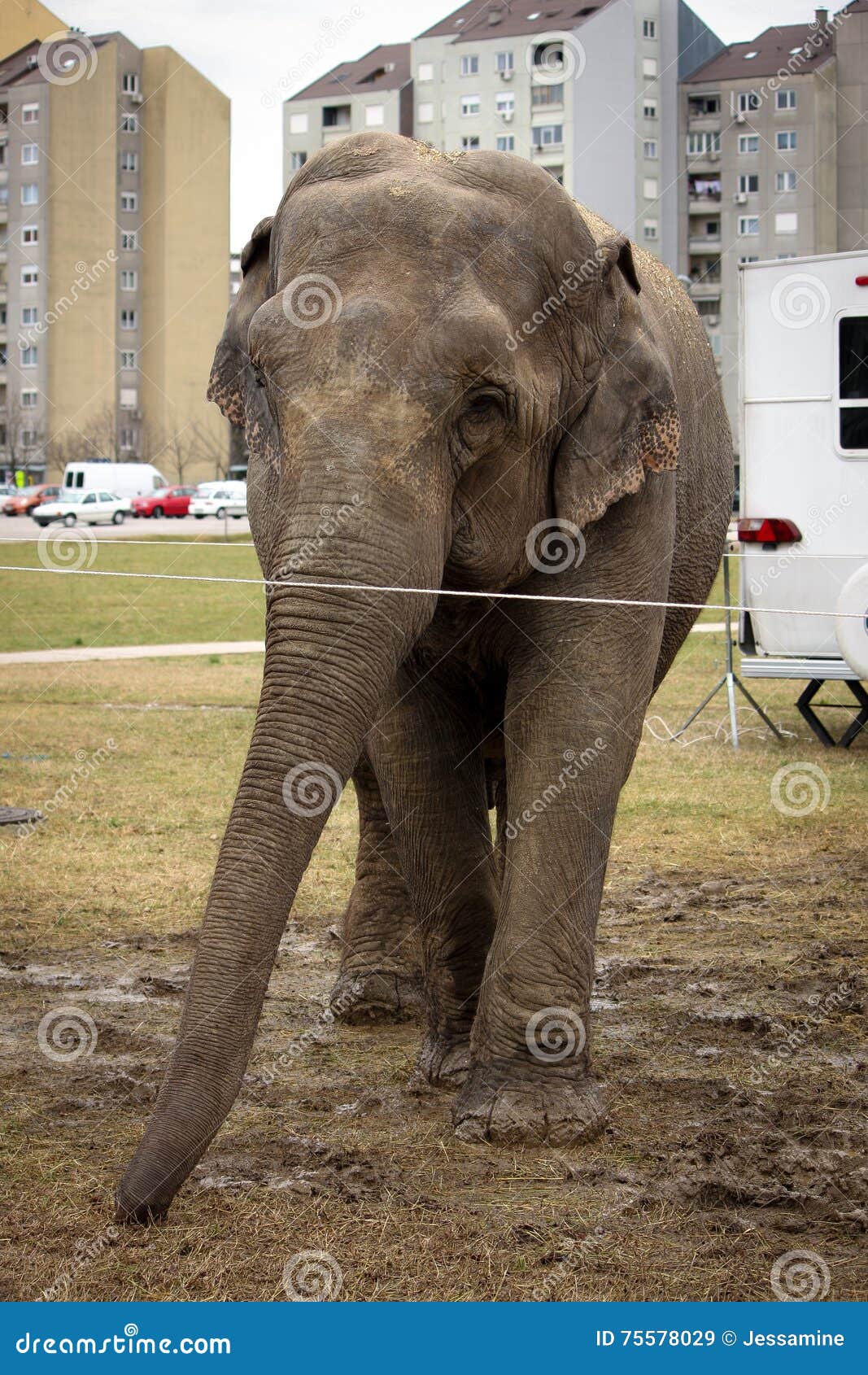 Circus Elephant in Backstage Stock Image - Image of heavy, rights: 75578029