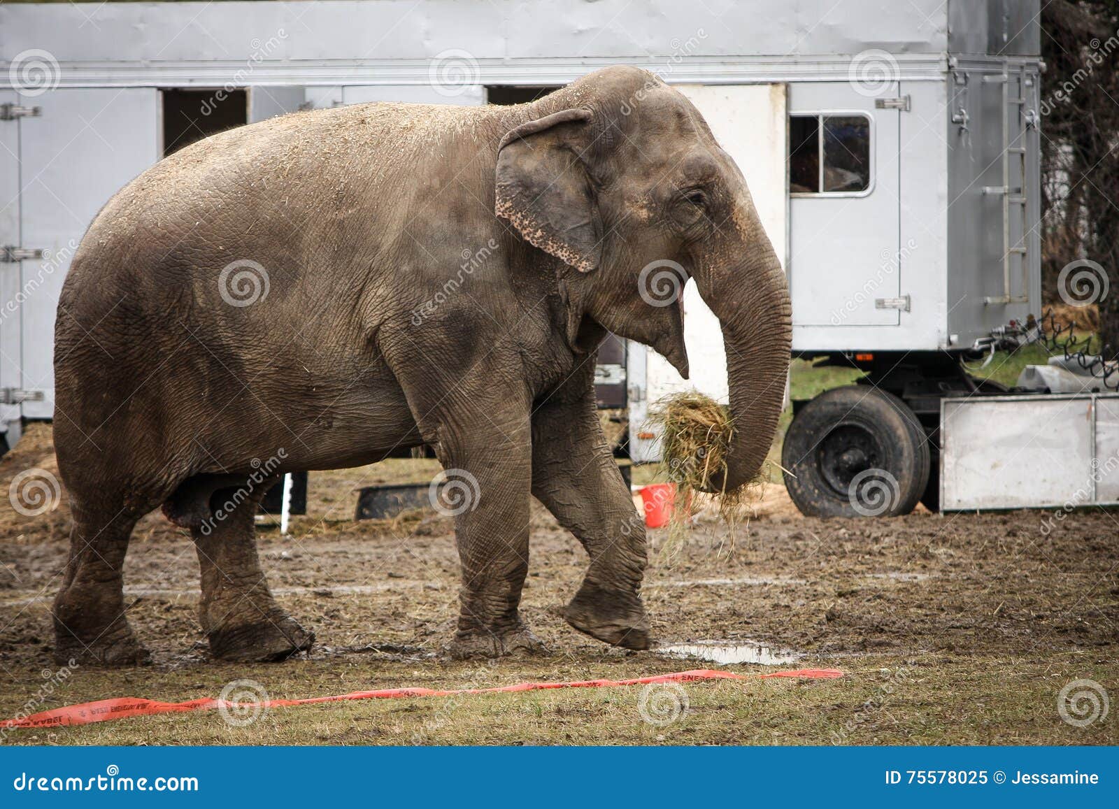Circus Elephant in Backstage Stock Image - Image of slow, circus: 75578025