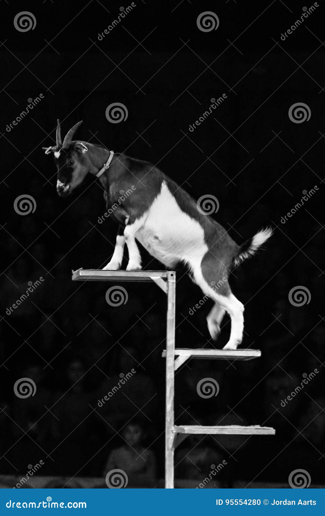 Circus Goat stock photo. Image of goat, farm, circus - 95554280