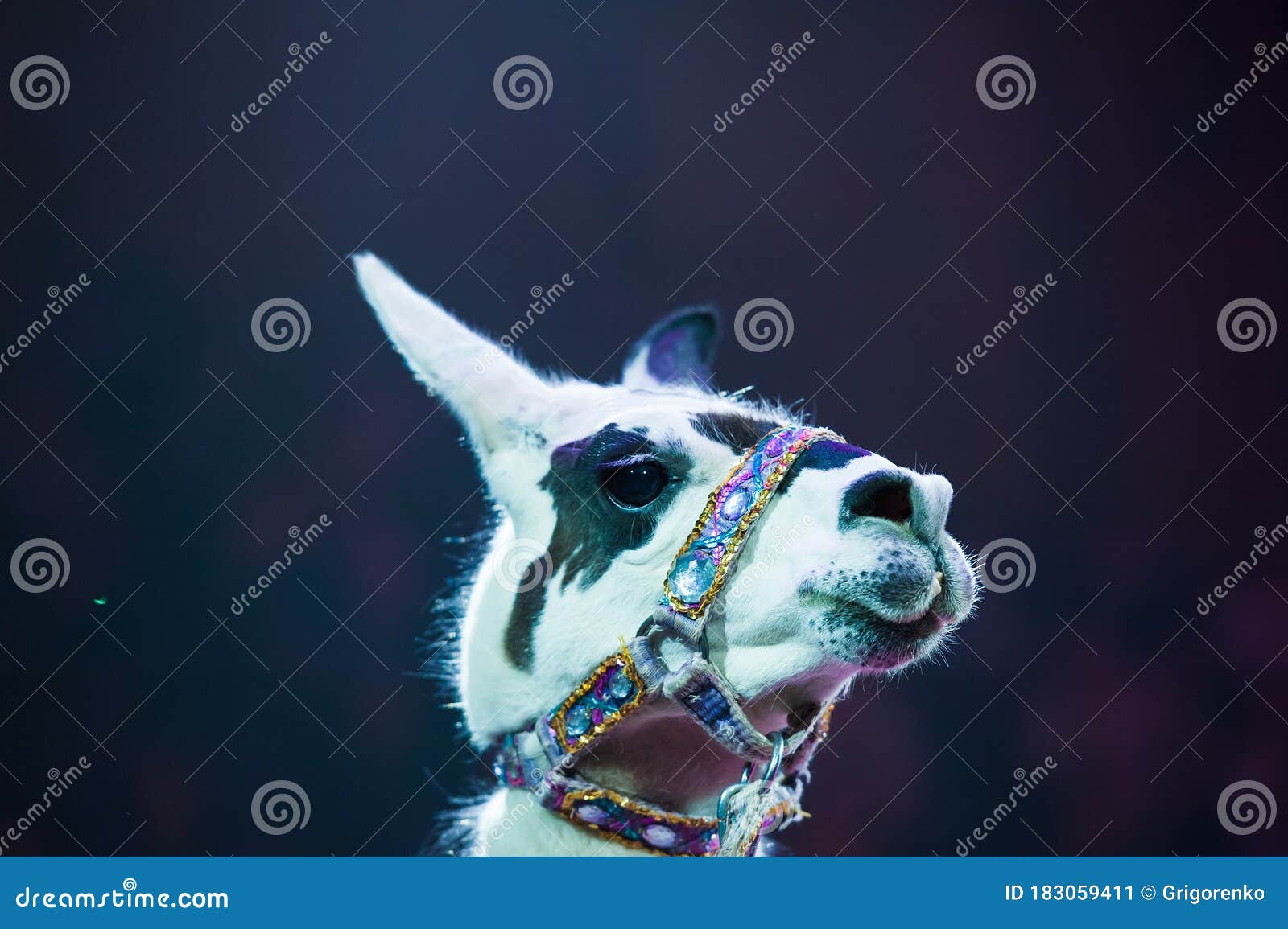 Circus Llama Performs in the Circus Stock Image - Image of funny, farm ...