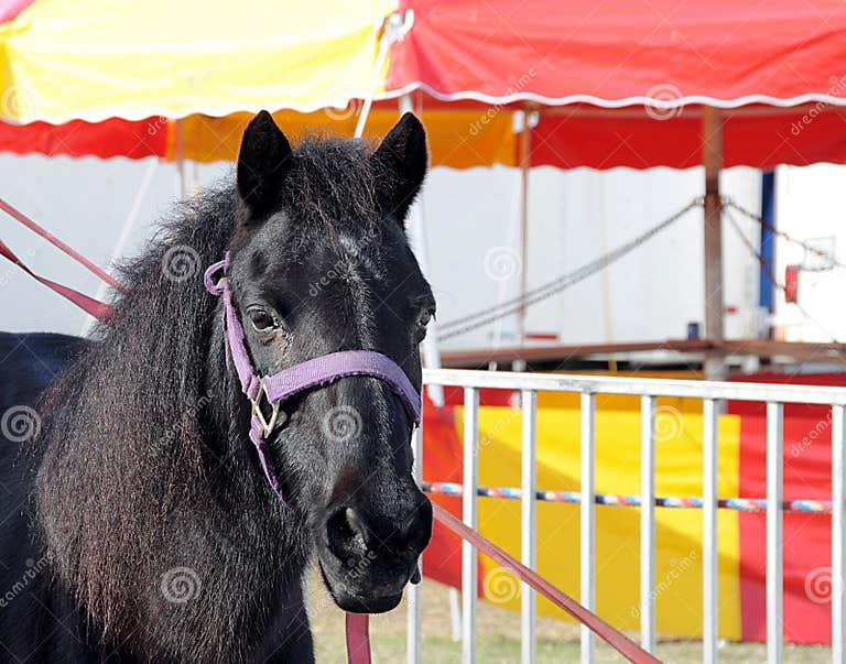 Circus Pony stock photo. Image of railing, nostril, pony - 18157350