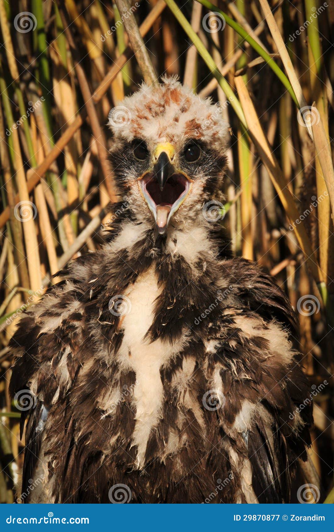 Circus pygargus stock image. Image of bird, individuality - 29870877
