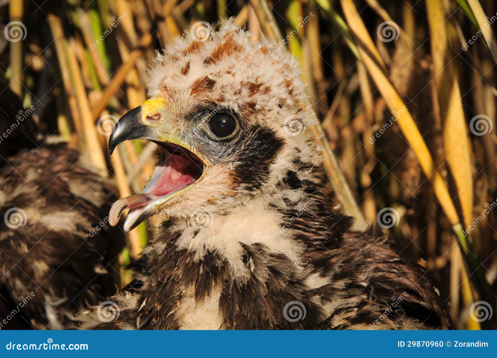 Circus pygargus stock photo. Image of horizontal, great - 29870960