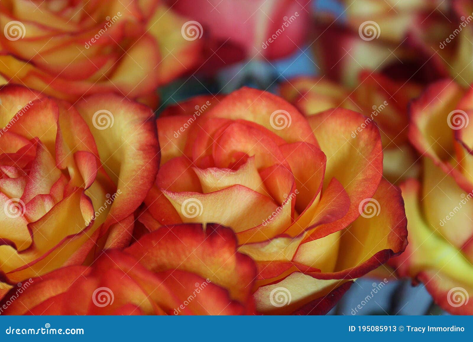 Circus Roses - Yellow Flowers with Orange and Red Tips Stock Image ...