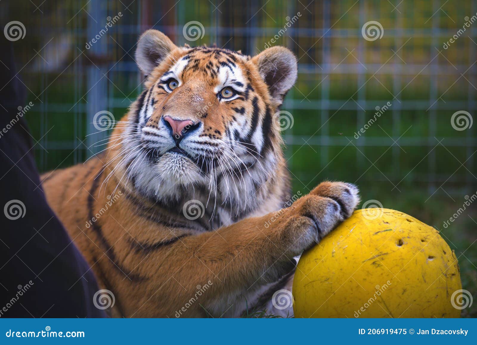 A Circus Tiger Playing with a Plastic Ball. Stock Image - Image of ...
