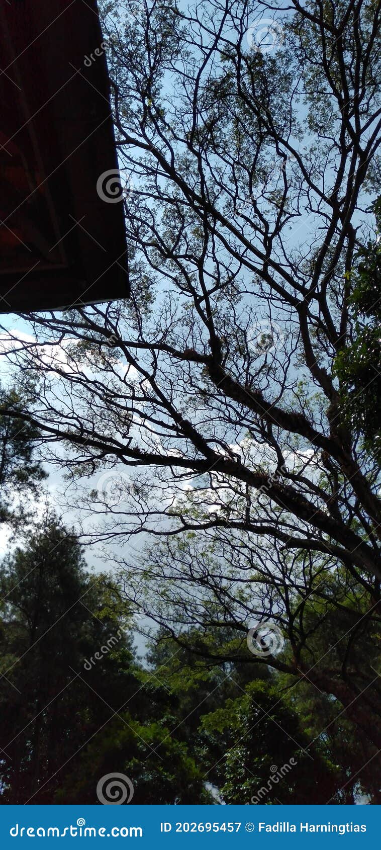 Cirebon, Indonesia. so Cool Weather Today Stock Image - Image of plant ...