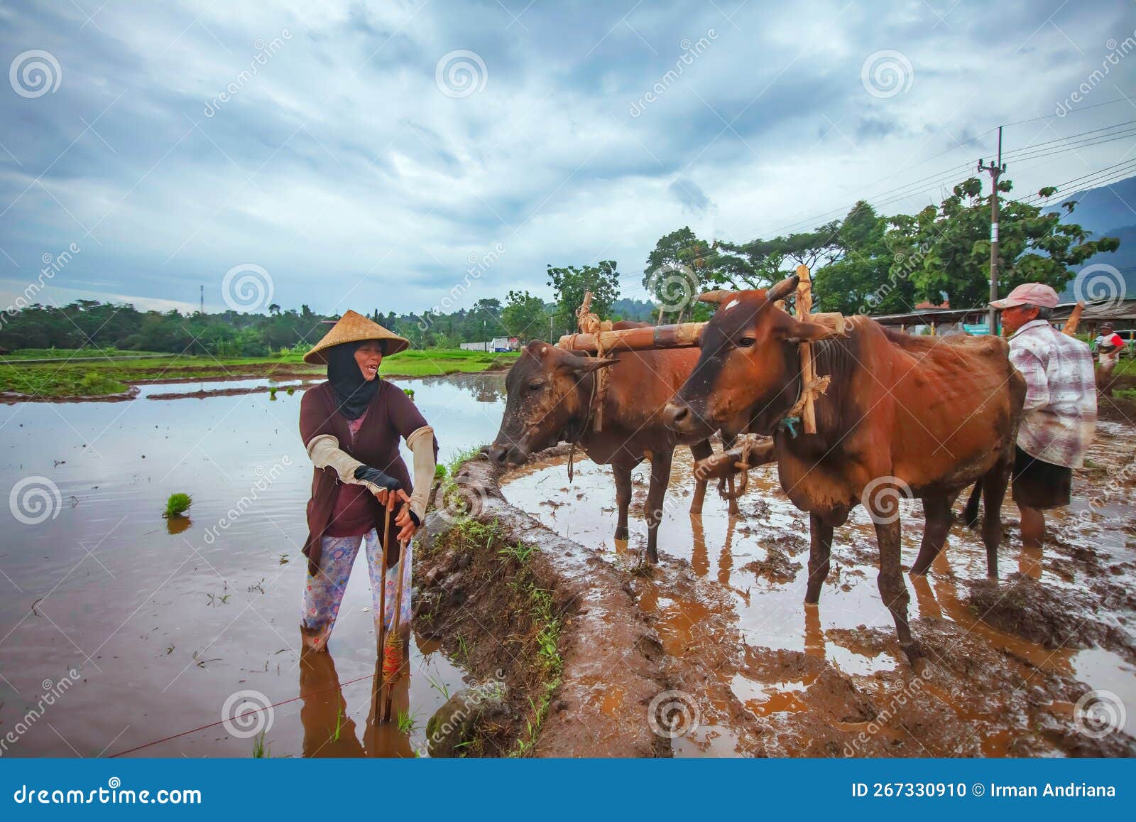 Indonesian Farmers Plant Rice Seeds For Planting Editorial Image