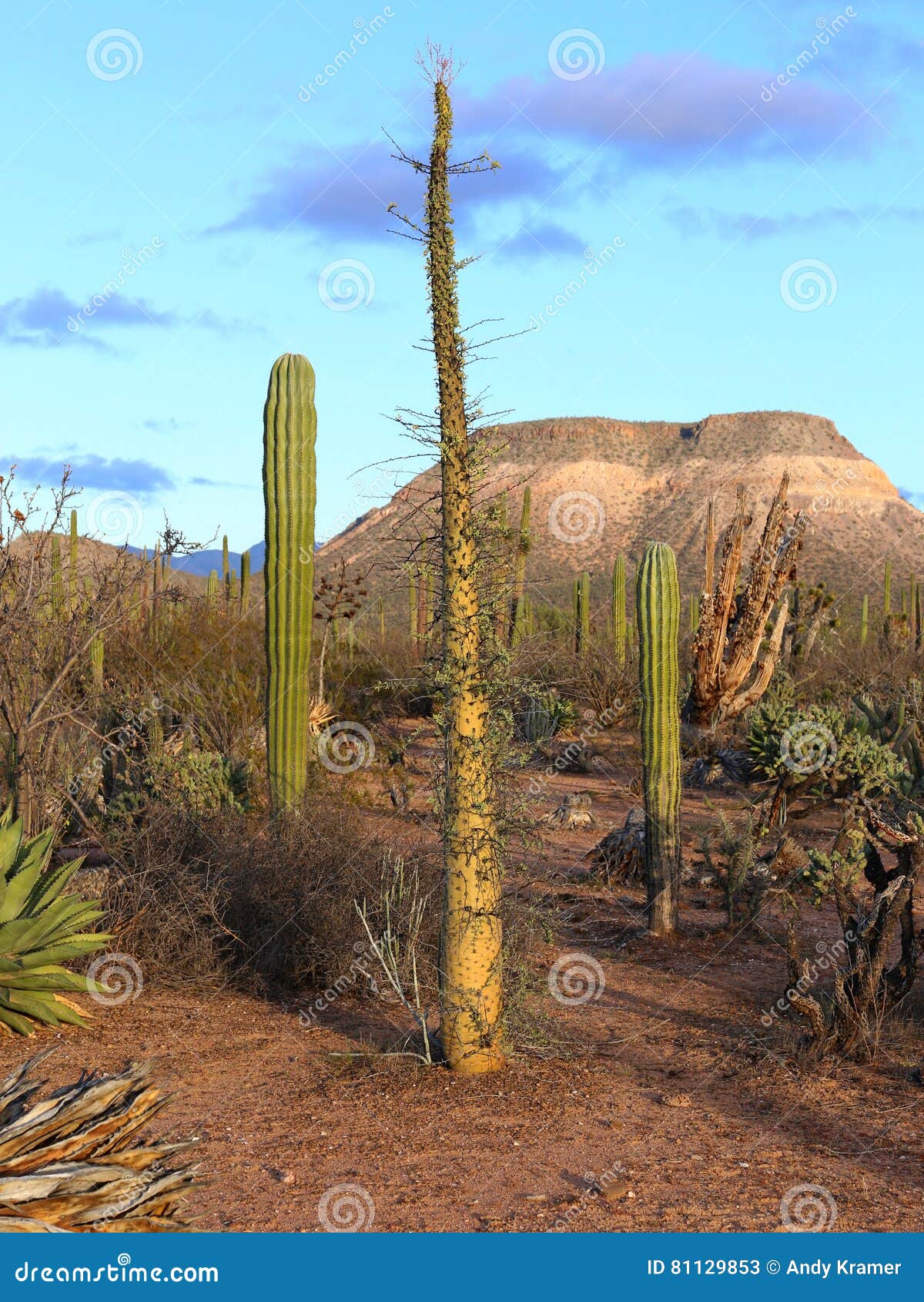 The Cirio or Boojum Tree stock image. Image of flora - 81129853