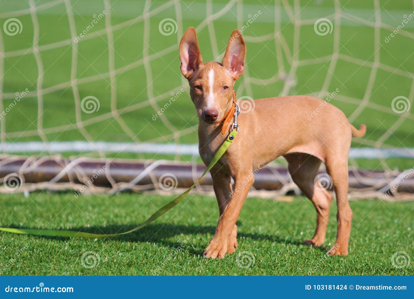 Cirnecohond stock foto. Image of grappig, hond, doel - 103181424