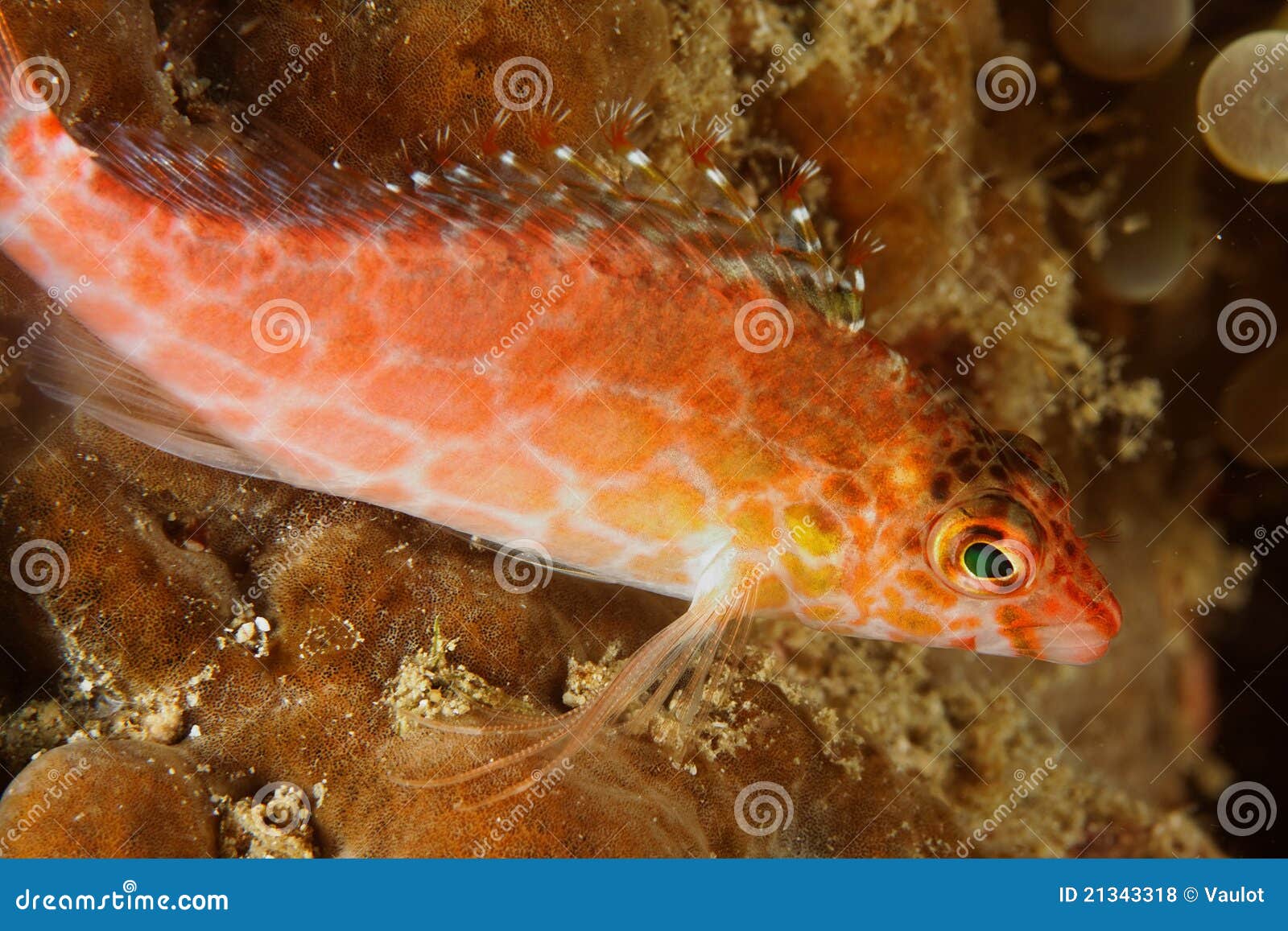 Cirrhitichthys Falco - Dwarf Hawkfish Stock Photo - Image of ocean ...
