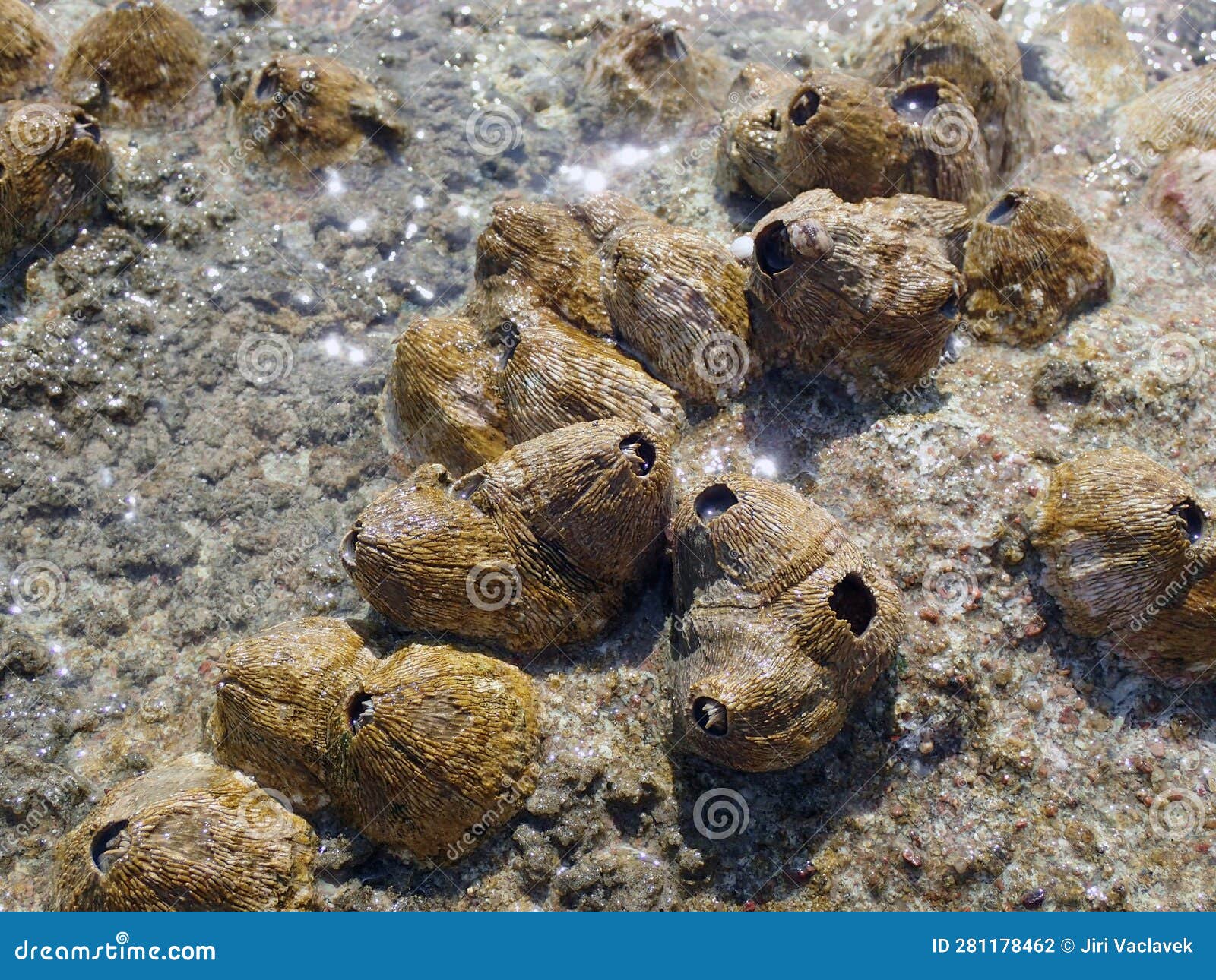 Cirripedia Water Animal from the Red Sea Stock Photo - Image of pebble ...