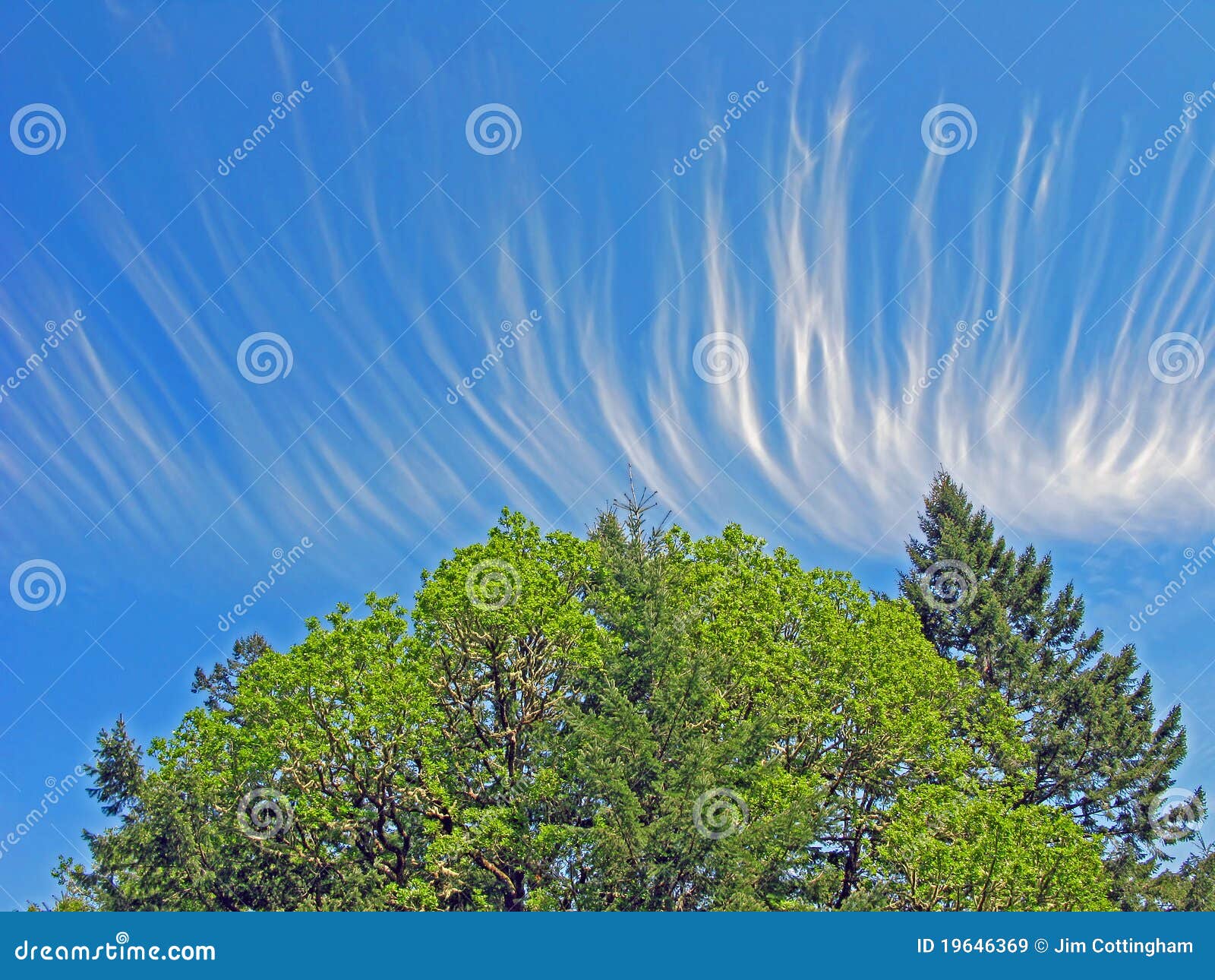 Cirrus Cloud Magic stock image. Image of featherly, unique - 19646369