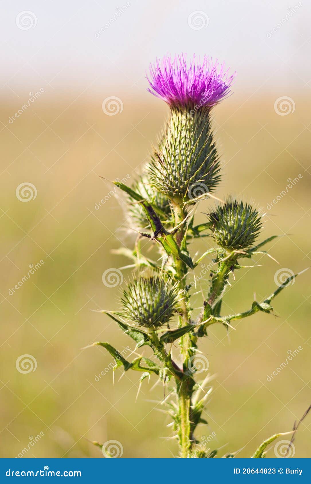 Cirsium stock image. Image of bull, wild, summer, flora - 20644823