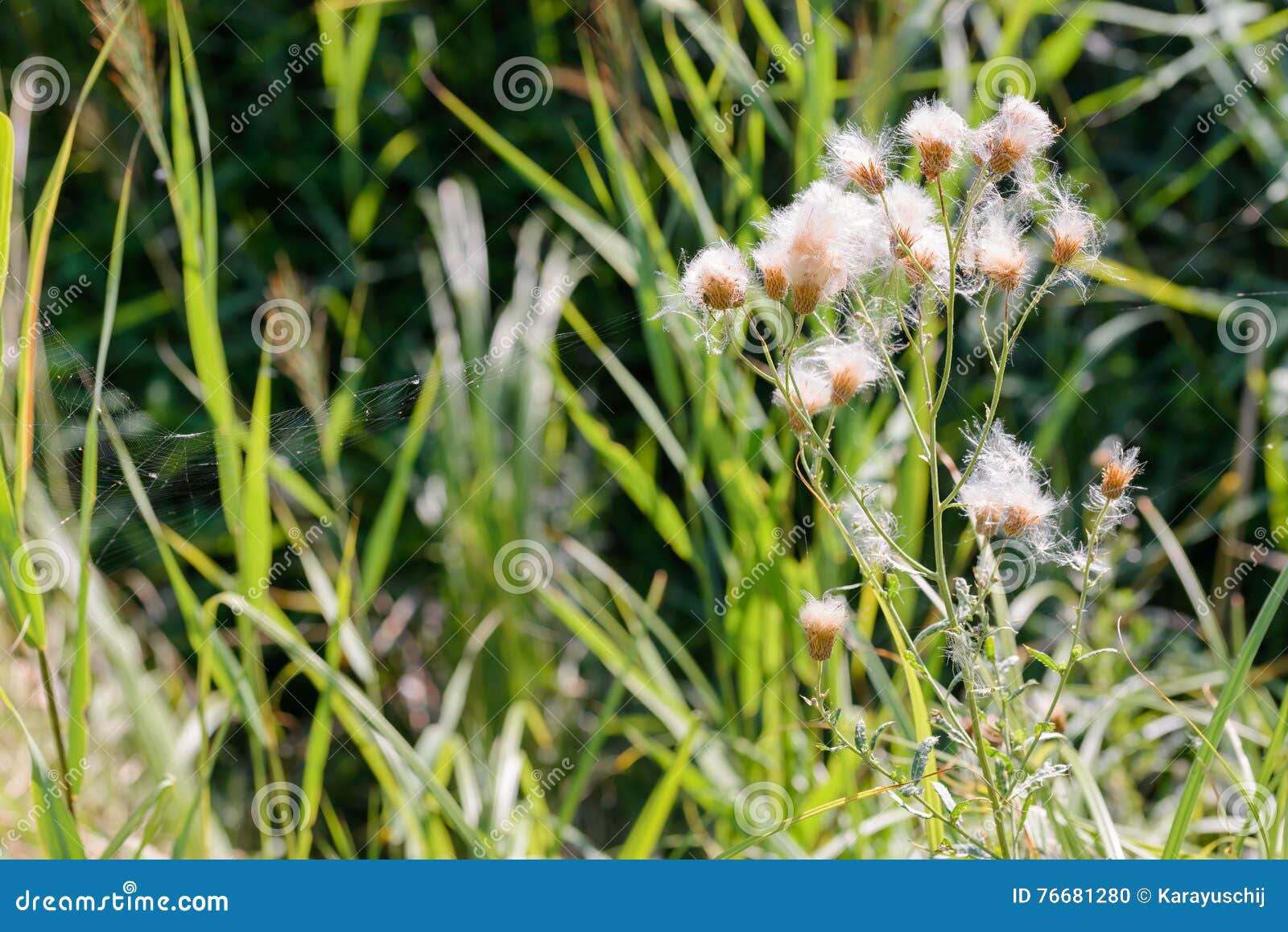 Cirsium Arvense with Pappus Stock Photo - Image of flower, closeup ...