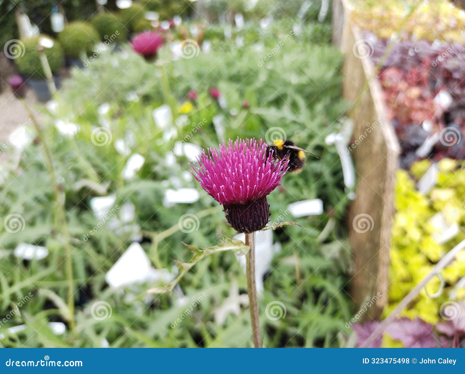 Cirsium Rivulare Atropurpureum Plume Thistle. Royalty-Free Stock Image ...