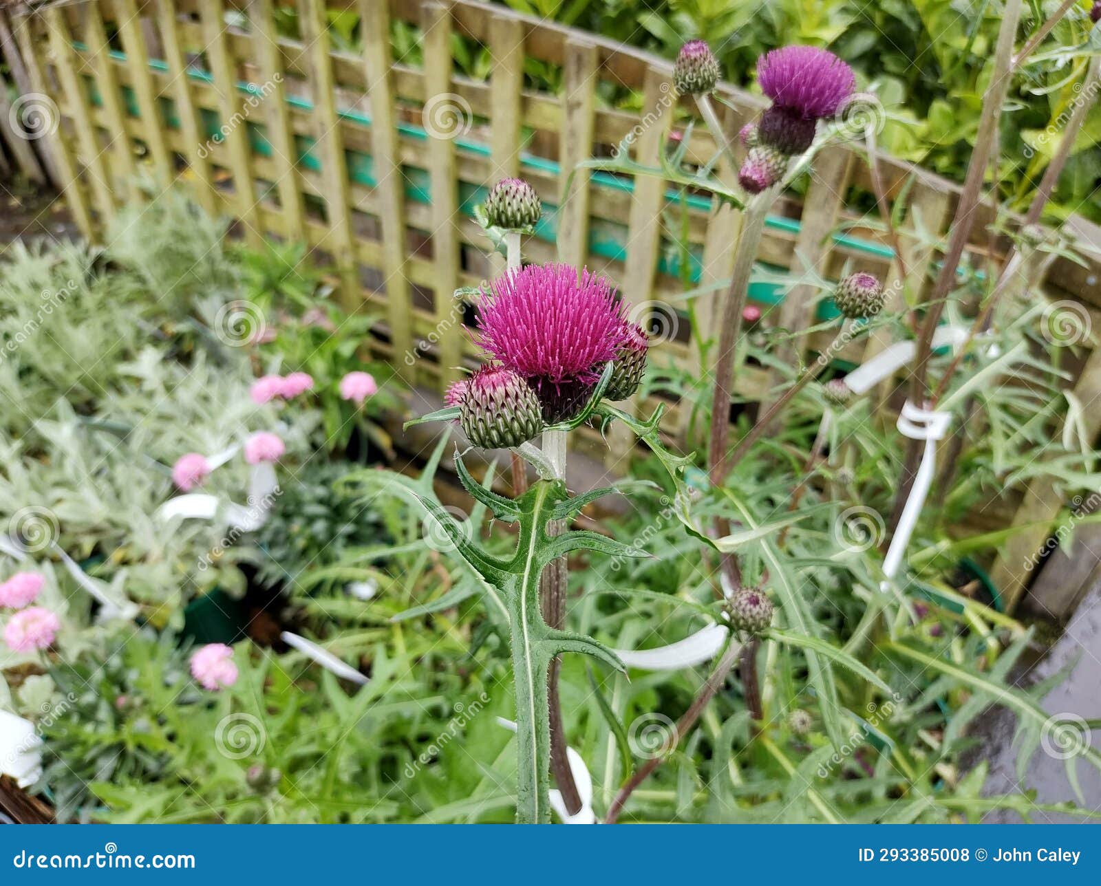 Cirsium Rivulare Trevor S Blue Wonder Stock Photo - Image of botany ...