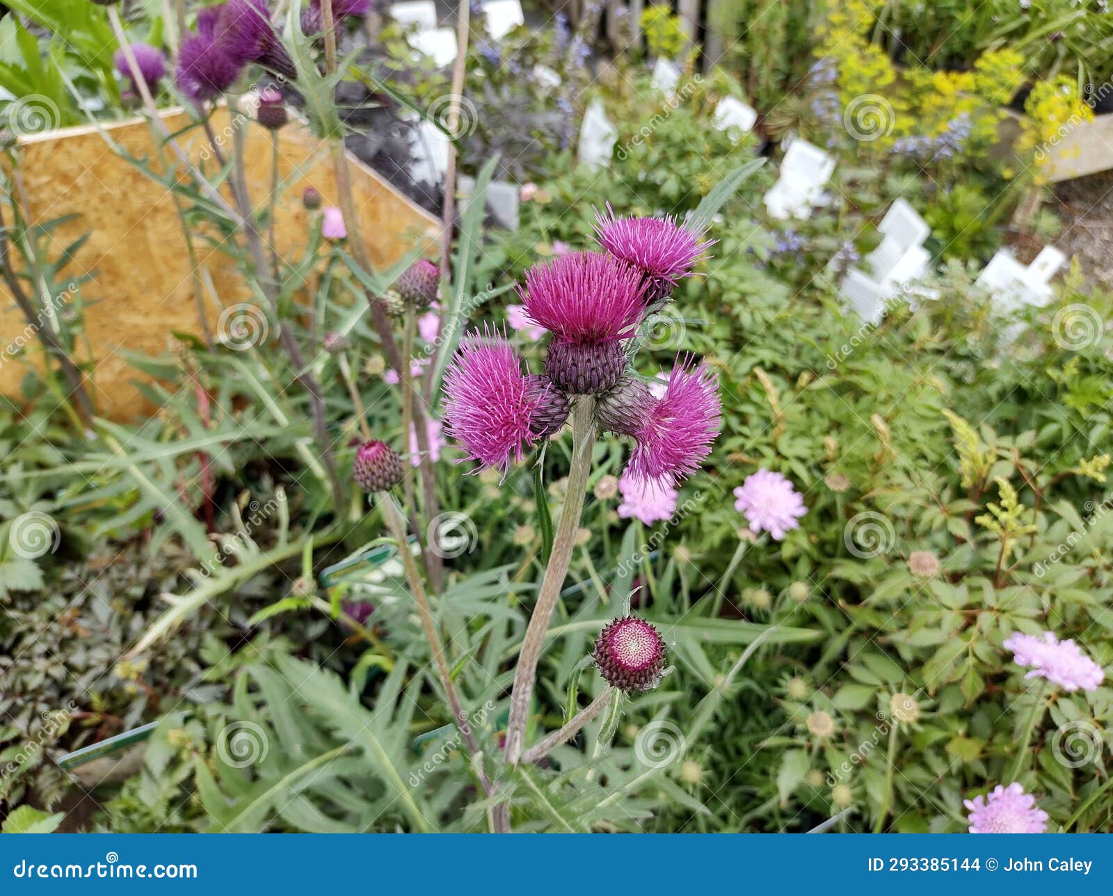 Cirsium Rivulare Trevor S Blue Wonder Stock Photo - Image of nature ...