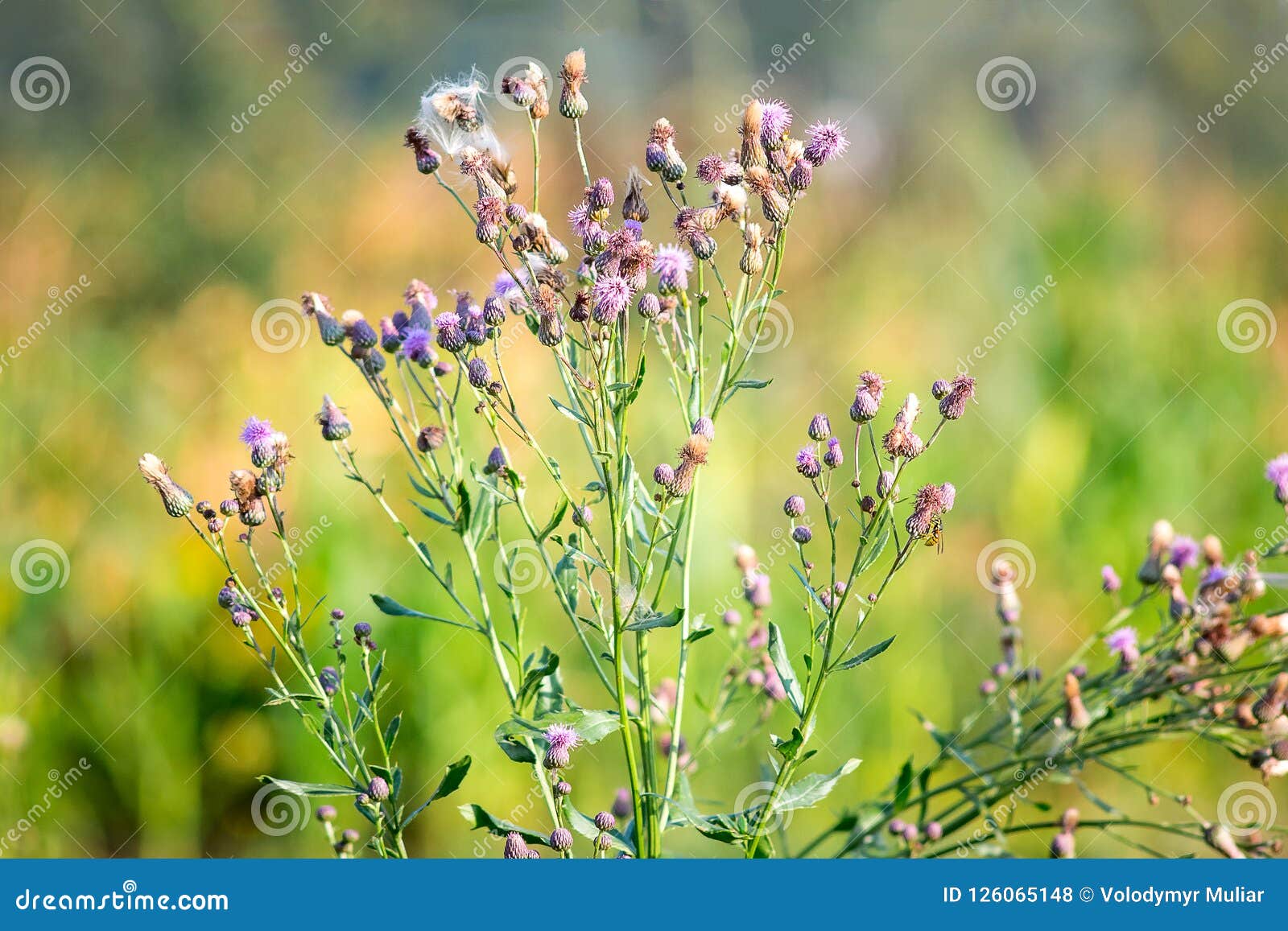 Cirsium Vulgare, Alias Gemeine Distel, Stierdistel Oder Stockfoto ...