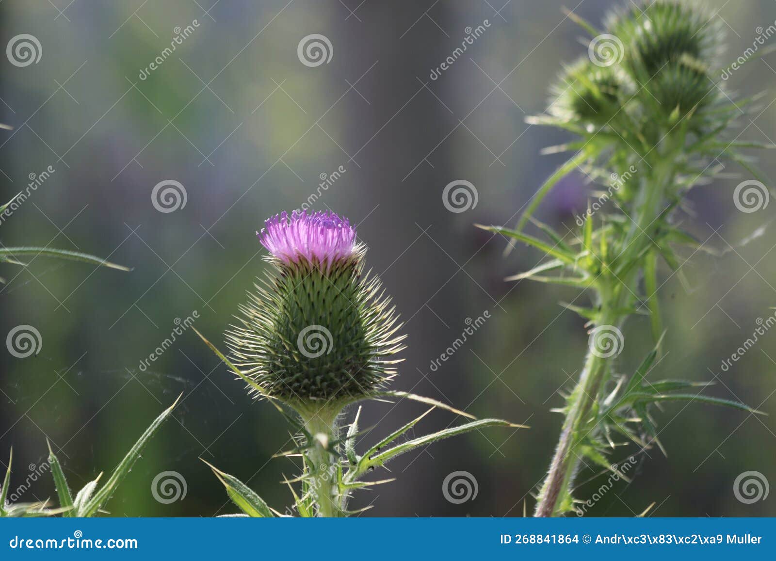 Common Thistle, Short Lived Thistle Plant With Spine Tipped Winged ...