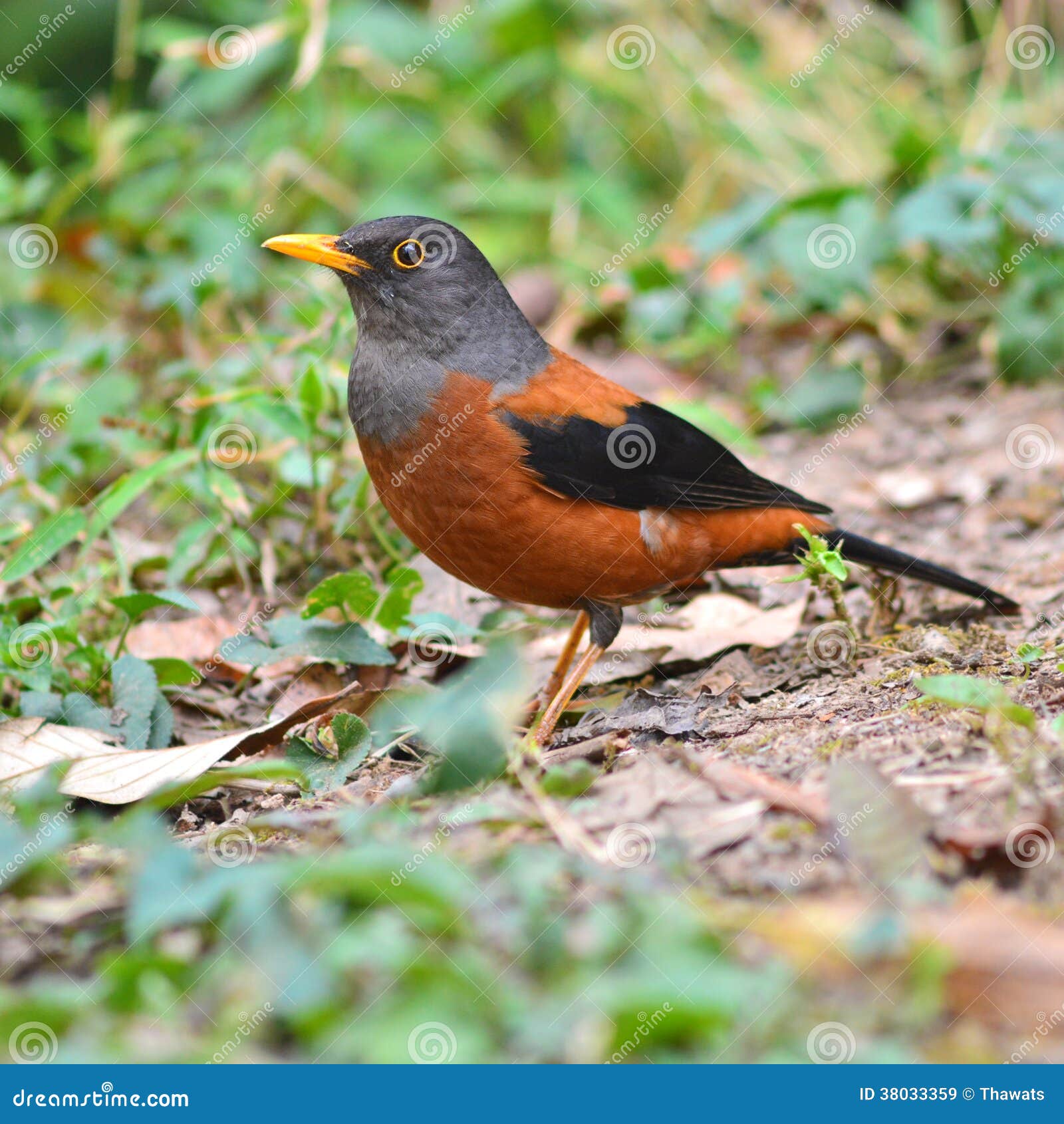 Cisawy drozda ptak obraz stock. Obraz złożonej z azja - 38033359
