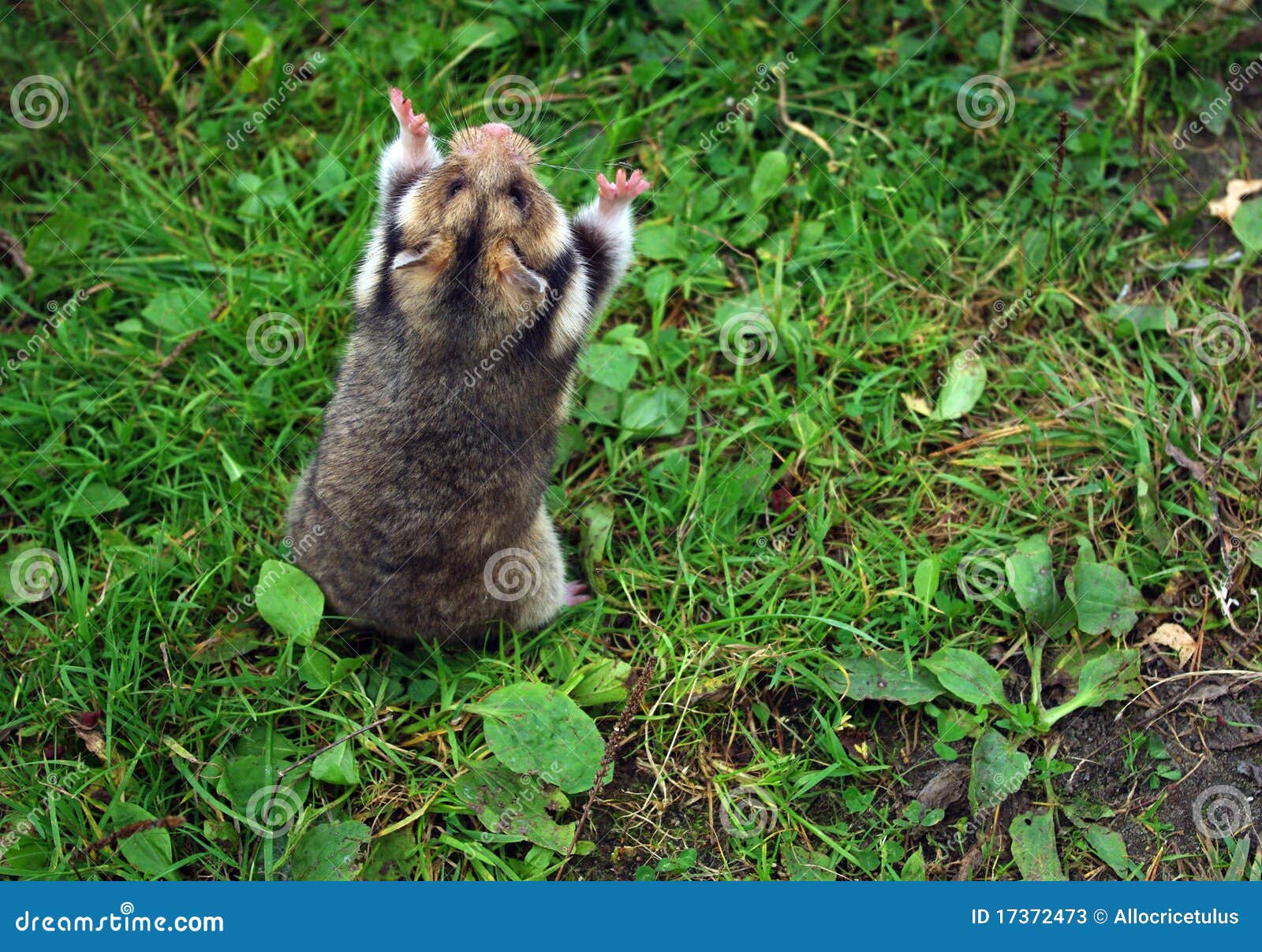 Ciscaucasian Hamster Stock Photos - Free & Royalty-Free Stock Photos ...