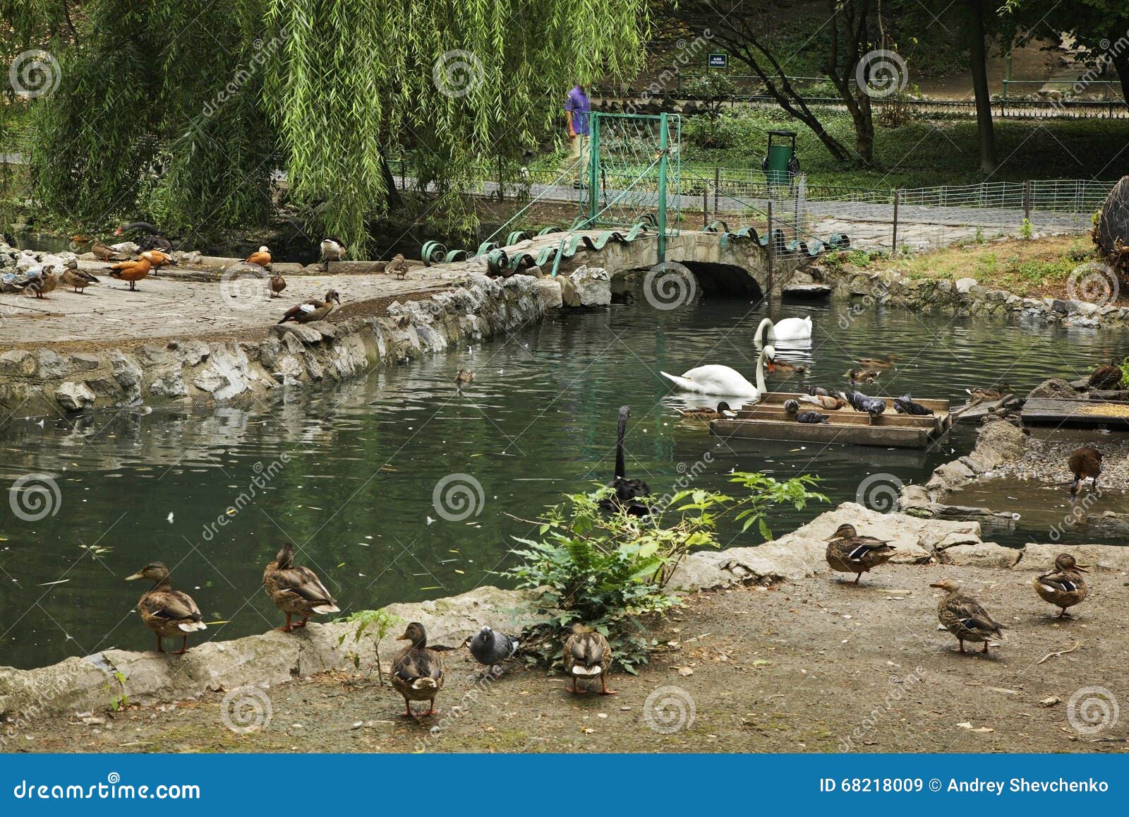Duck In Cismigiu Park Bucharest Romania Stock Photography ...