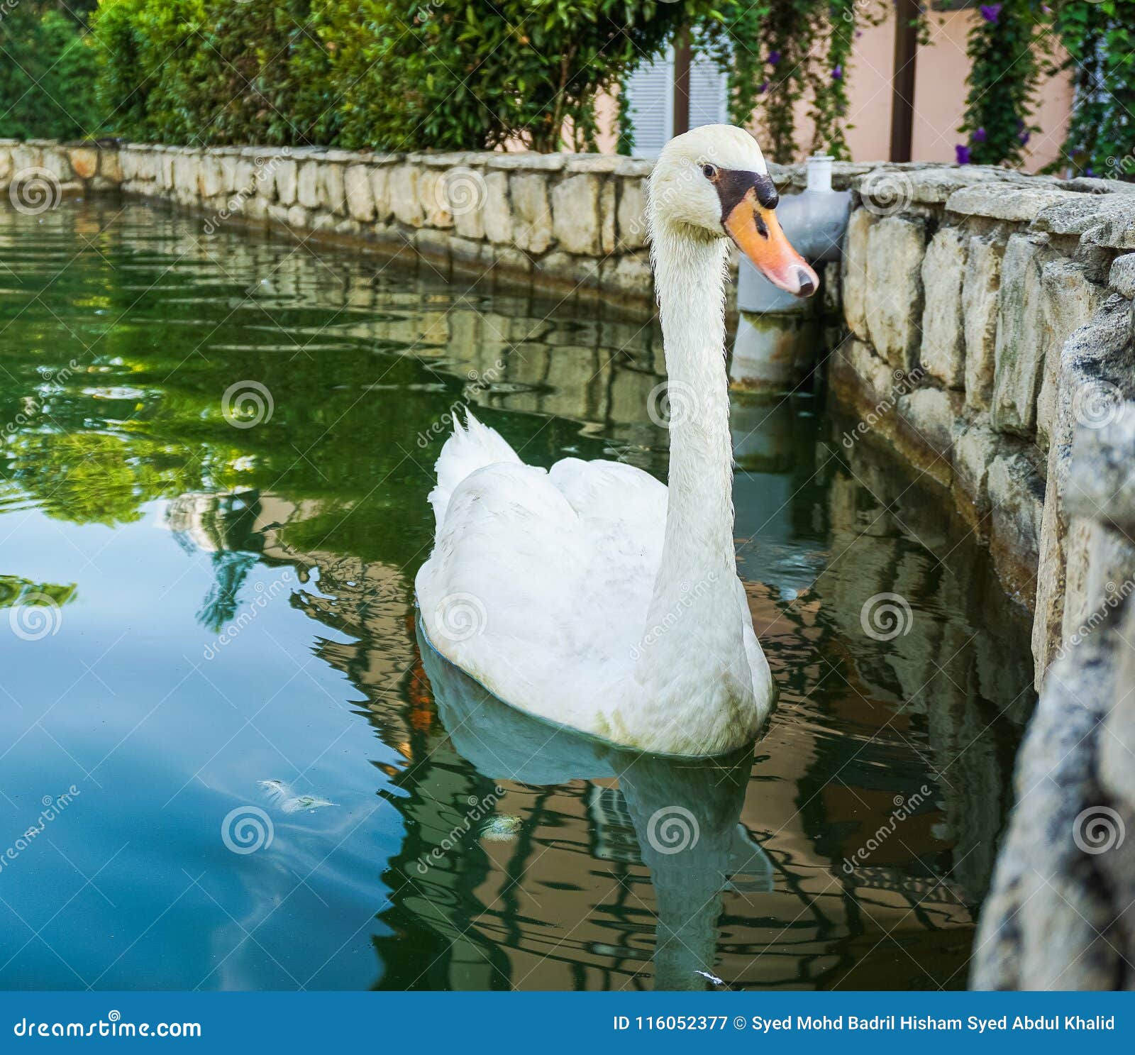Cisne imagen de archivo. Imagen de género, parientes - 116052377