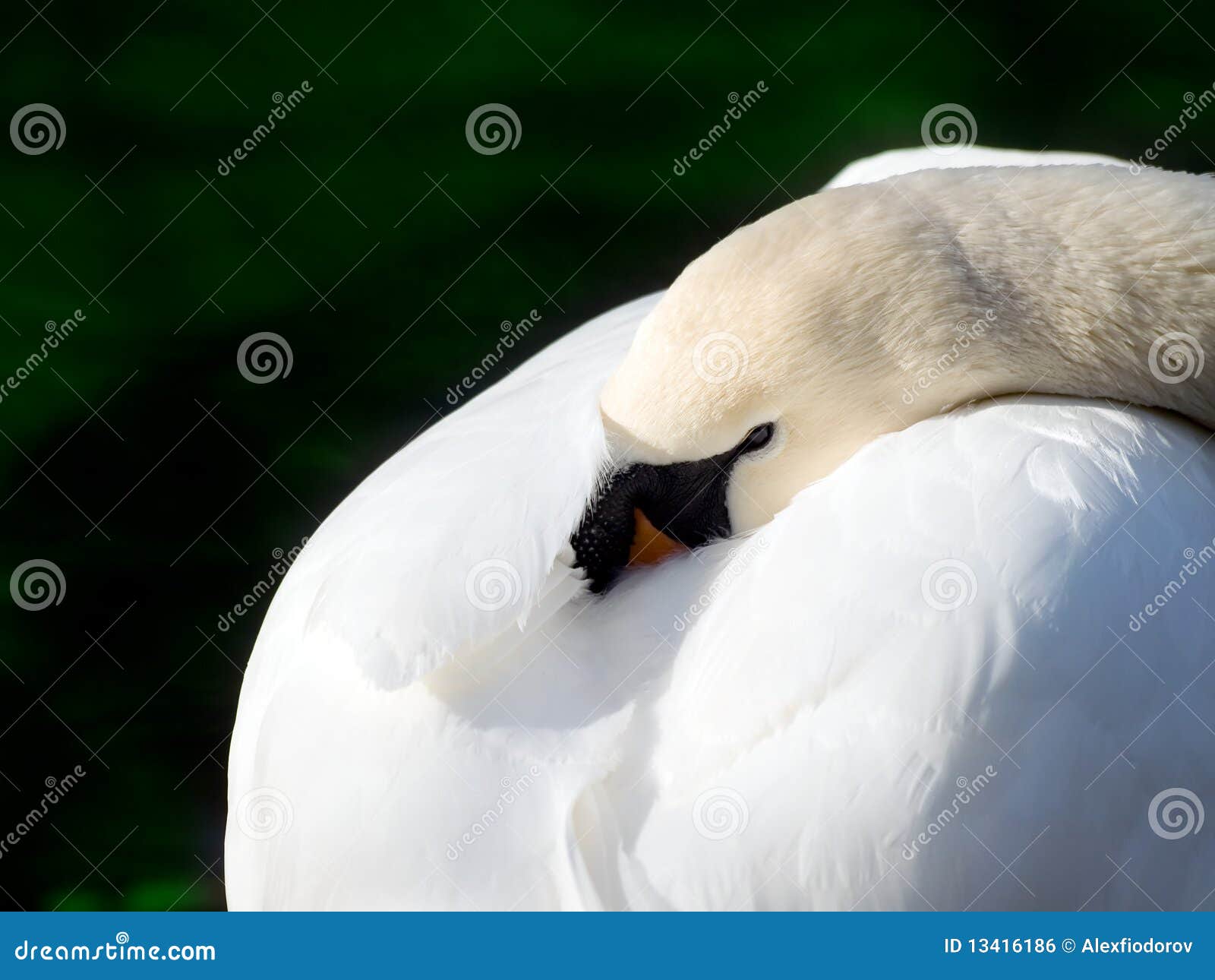 Cisne. foto de archivo. Imagen de verde, elegancia, tolerancia - 13416186