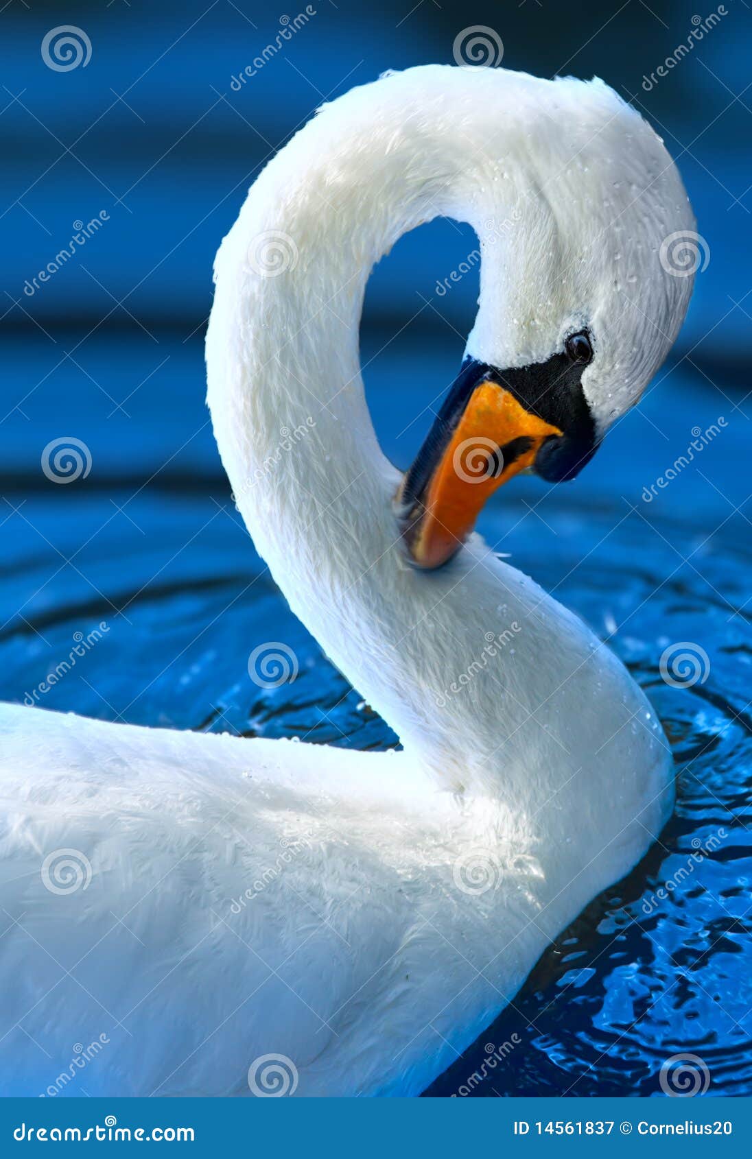 Cisne imagen de archivo. Imagen de cubo, agua, nadada - 14561837