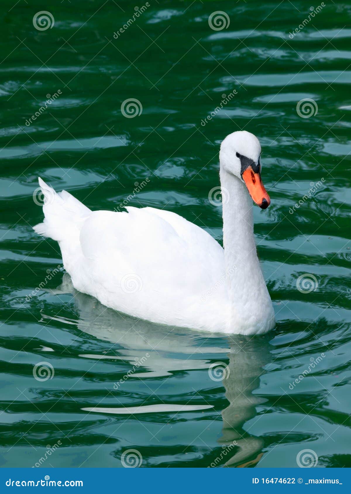 Cisne foto de archivo. Imagen de pureza, lago, modelo - 16474622