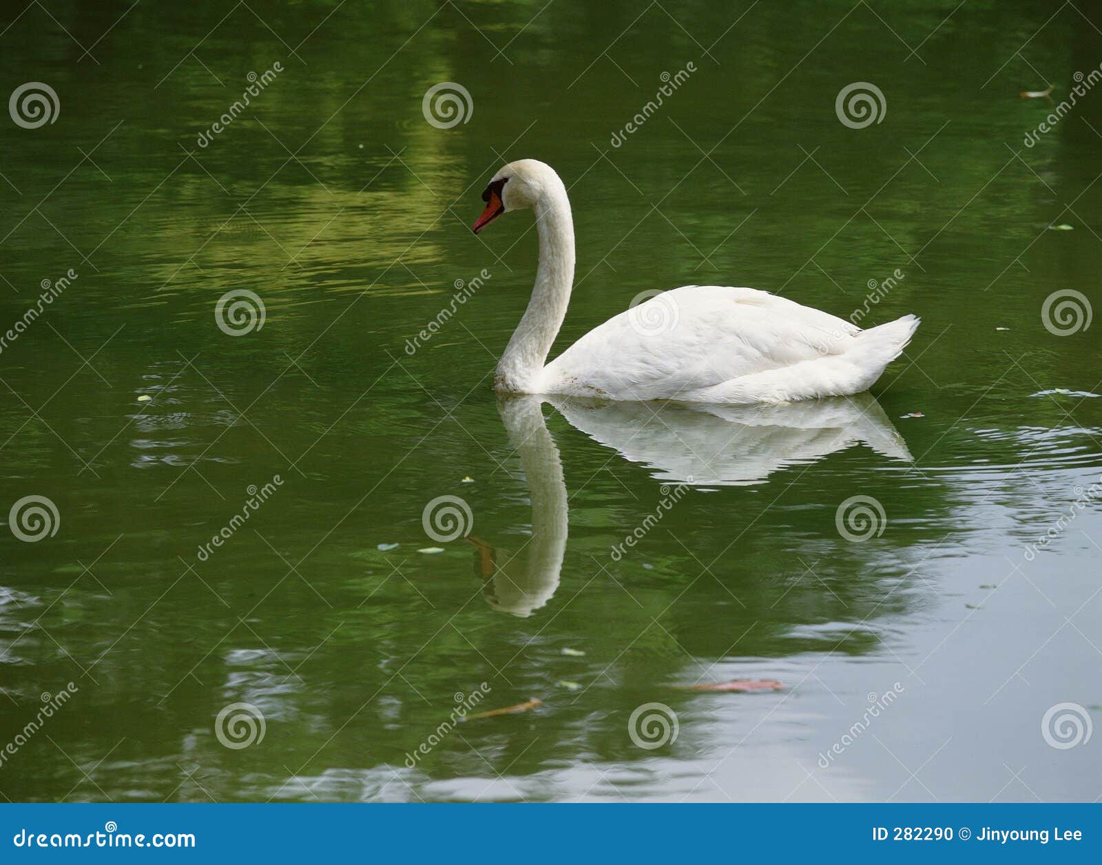 Cisne foto de archivo. Imagen de lago, cisne, animal, aviar - 282290