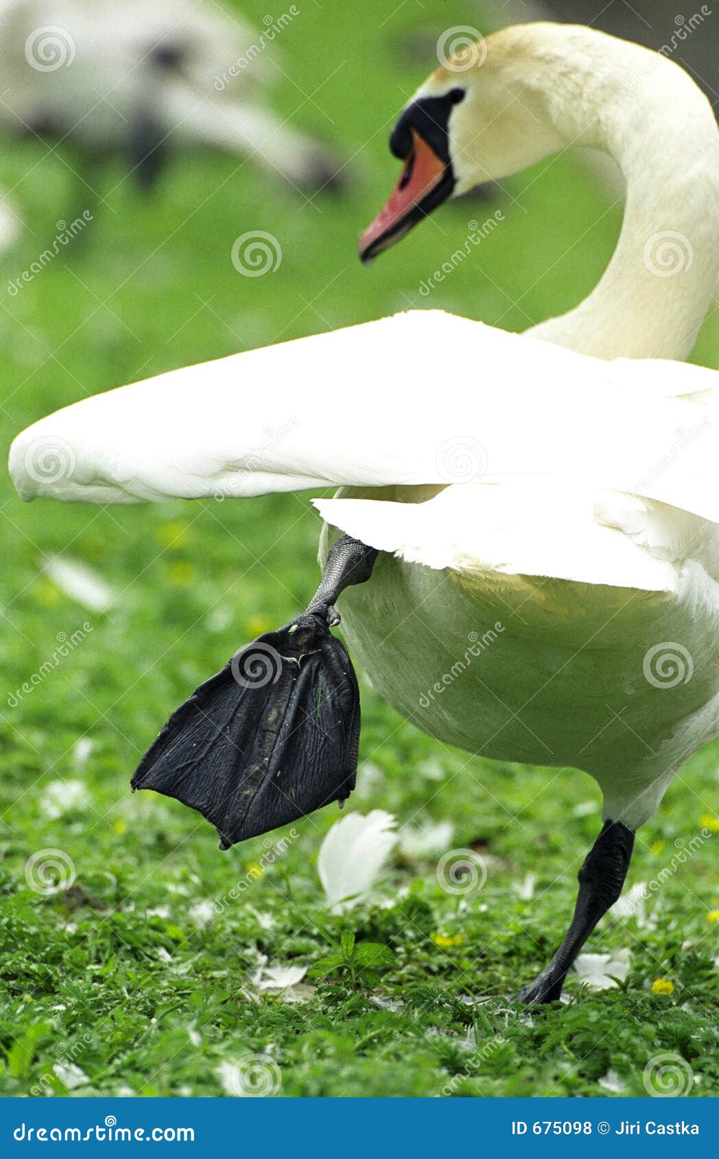 Cisne foto de archivo. Imagen de retroceder, hierba, fondo - 675098