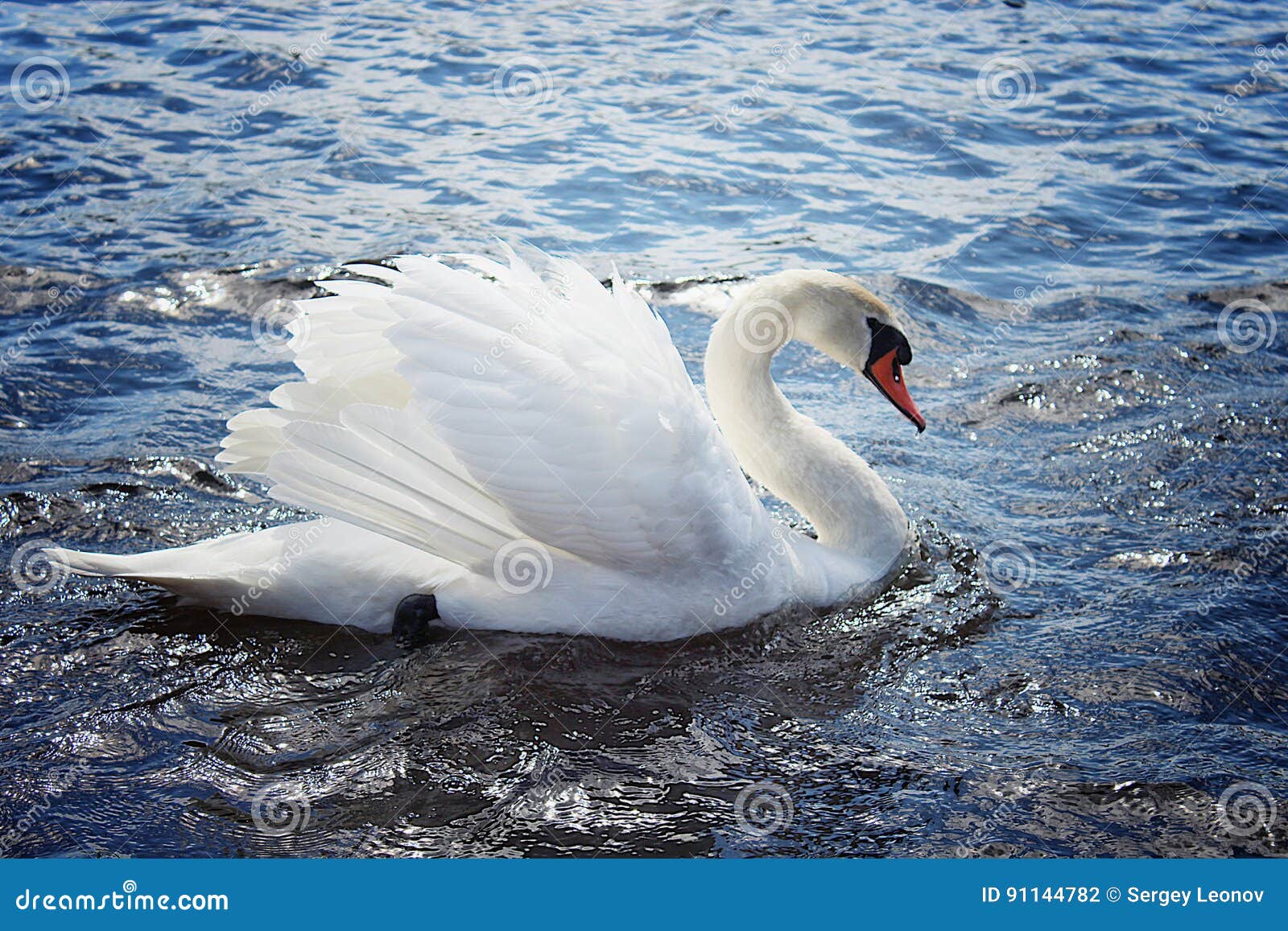 Cisne foto de archivo. Imagen de cielo, agua, cubo, belleza - 91144782
