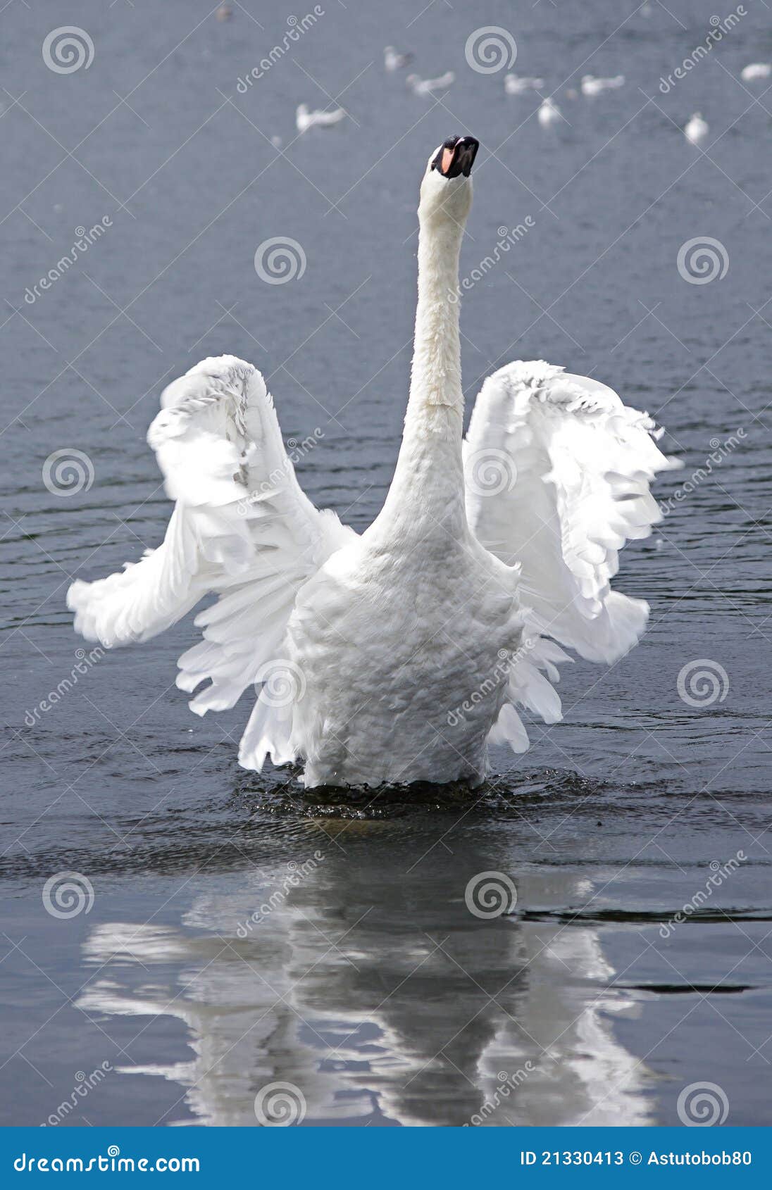 Cisne blanco imagen de archivo. Imagen de pluma, cisne - 21330413