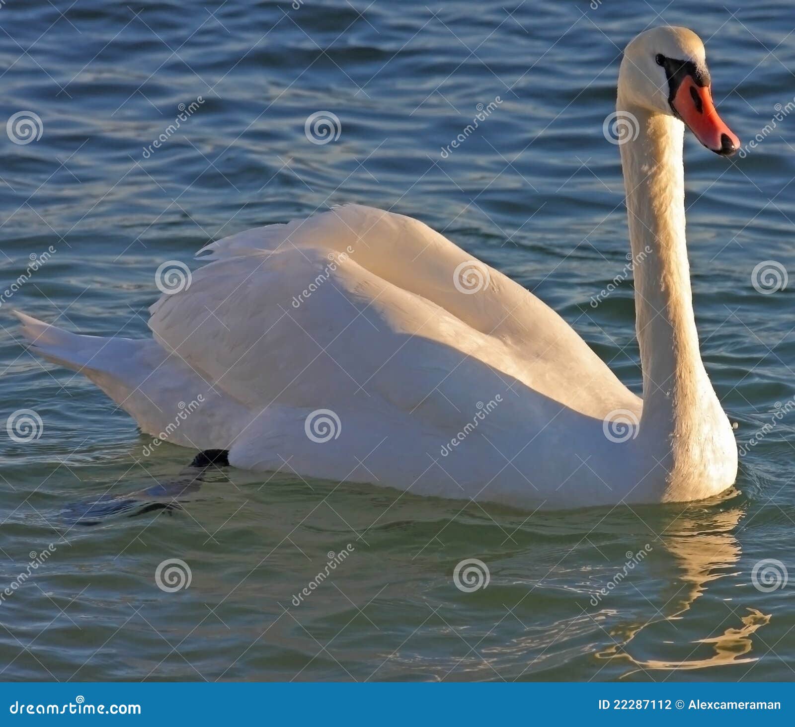 Cisne blanco. foto de archivo. Imagen de lago, interés - 22287112