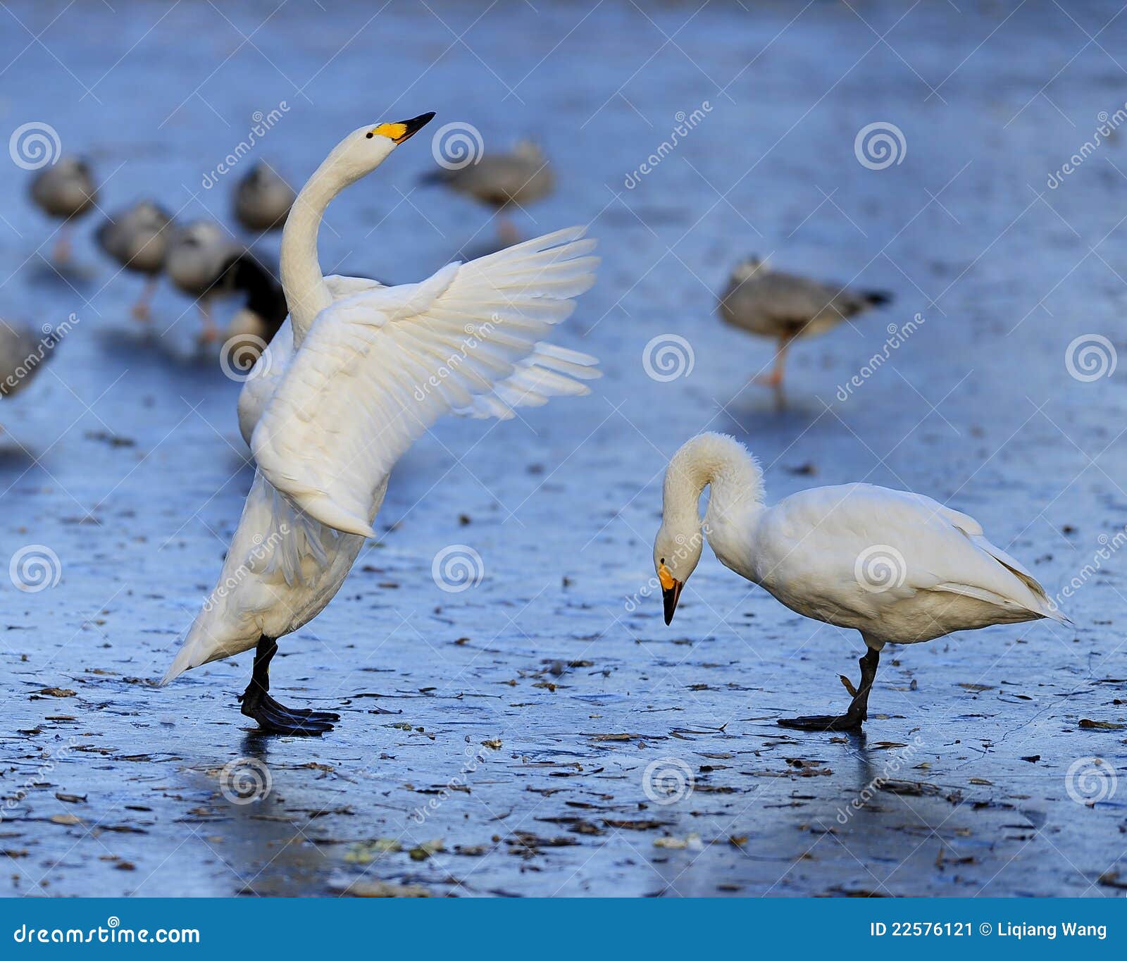 Cisne blanco imagen de archivo. Imagen de belleza, charca - 22576121
