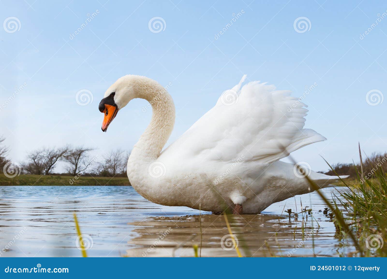 Cisne blanco foto de archivo. Imagen de lago, grande - 24501012