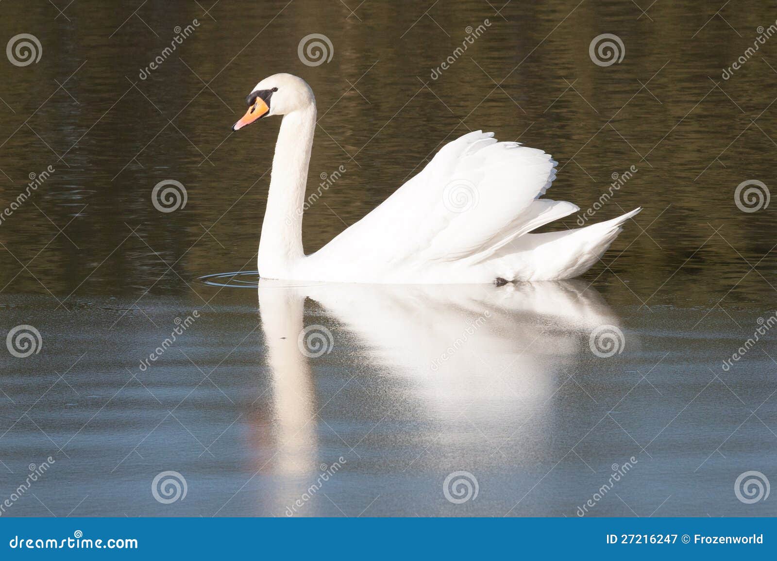 Cisne blanco imagen de archivo. Imagen de blanco, lago - 27216247